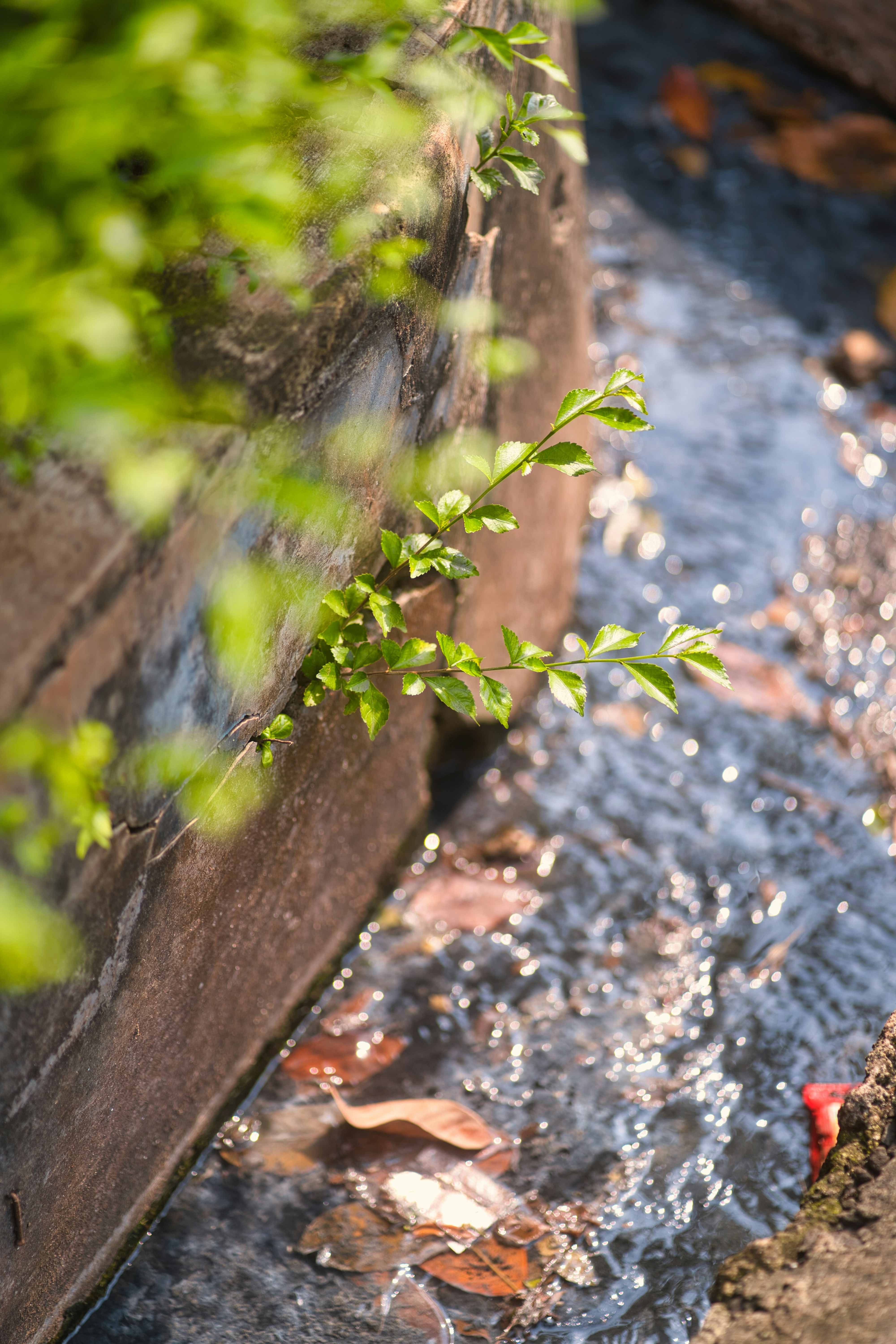 A red fire hydrant sitting on the side of a river photo – Free Water ...