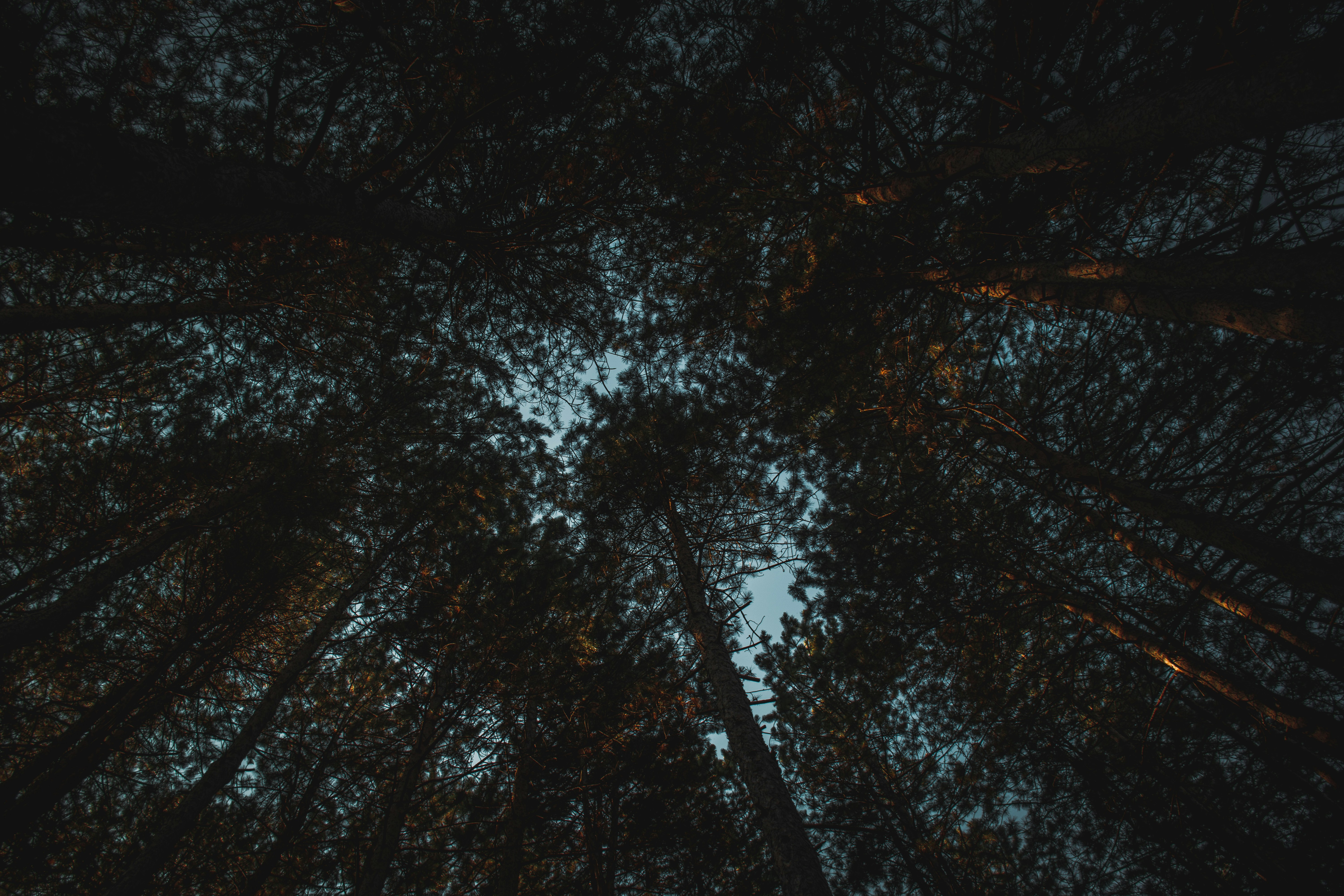 Looking up at the tops of tall trees at night photo – Free North ...