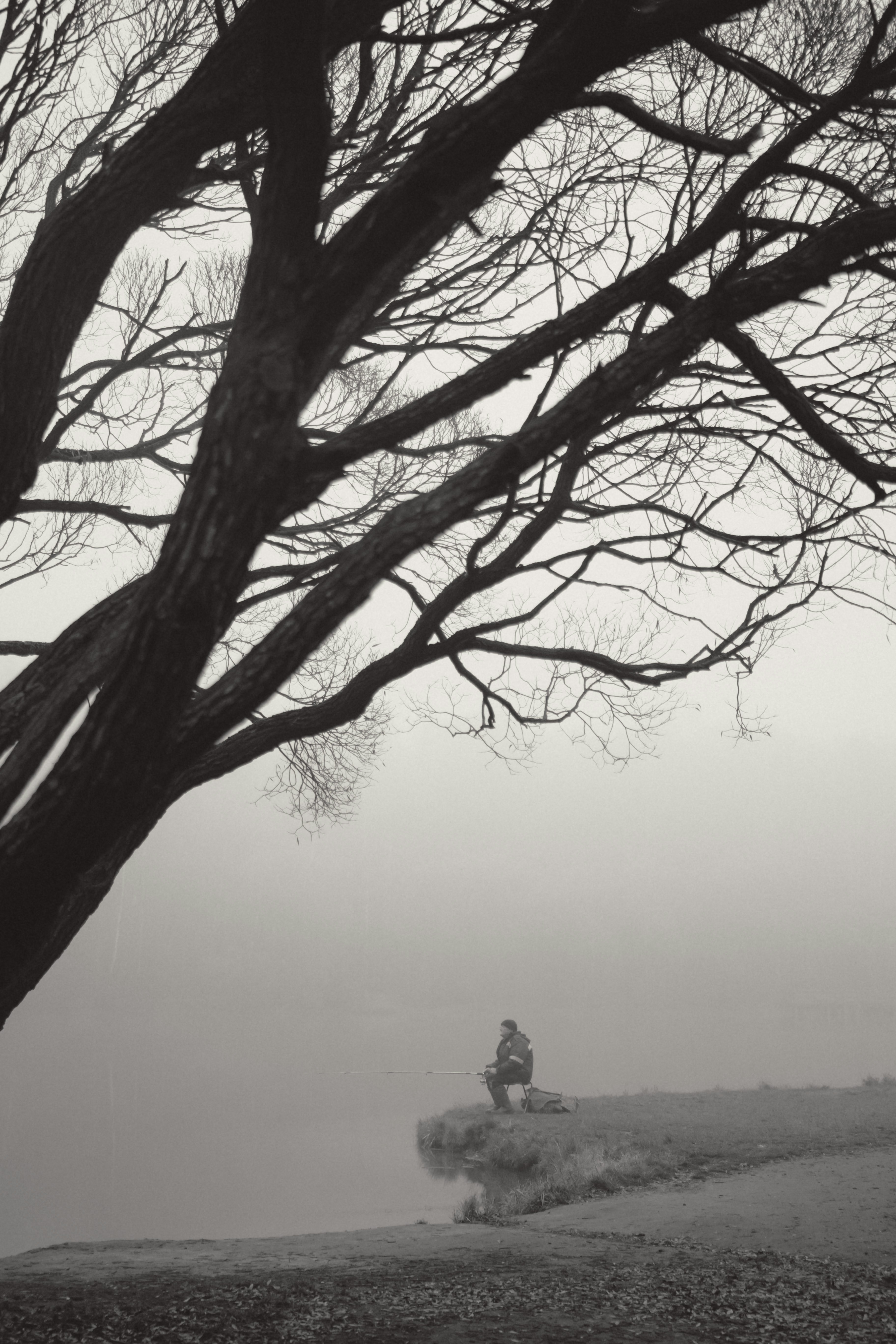 Lone Angler Beneath a Weeping Tree in the Mist