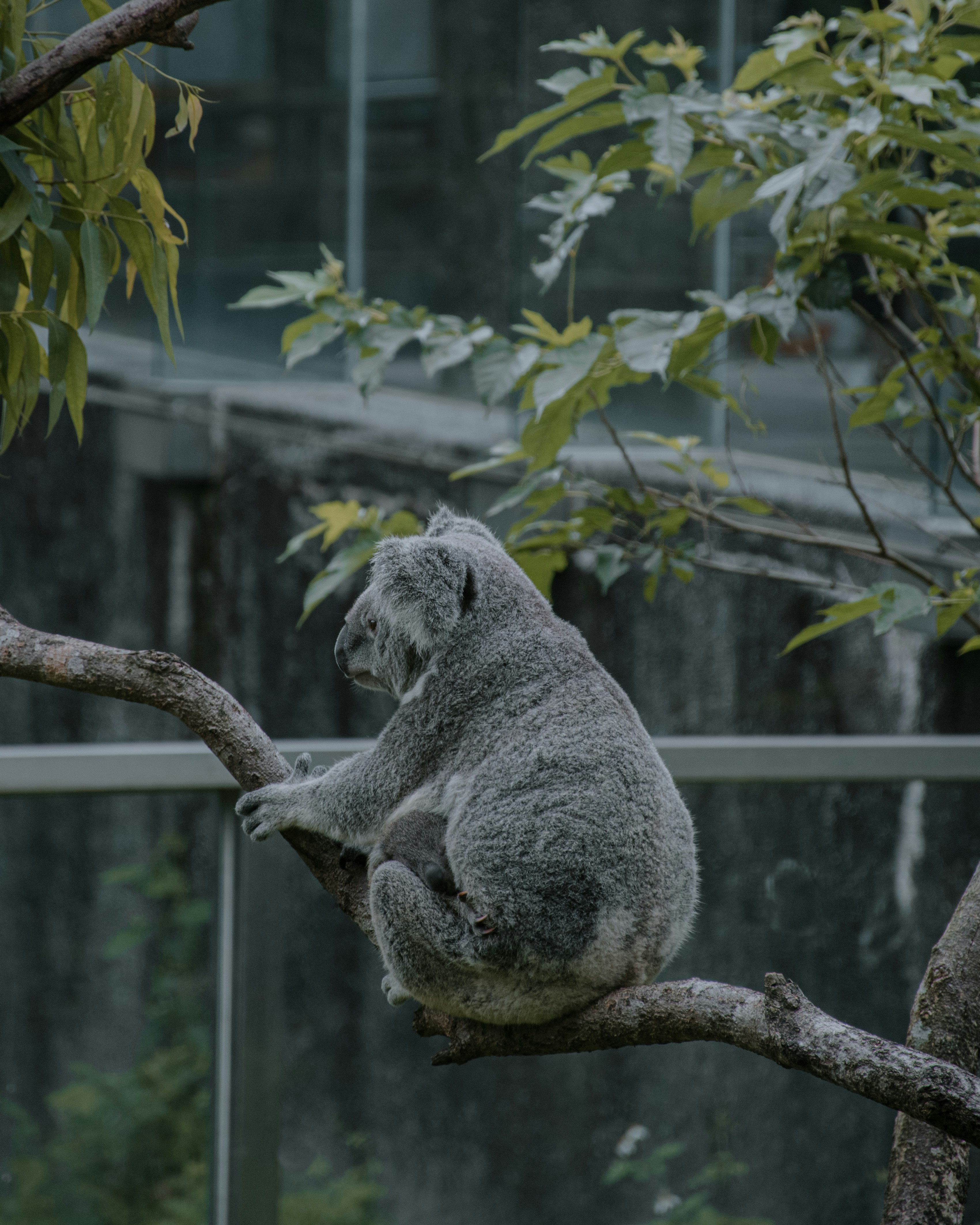 Solitary Koala at Rest on a Weathered Branch Before Glass and Foliage