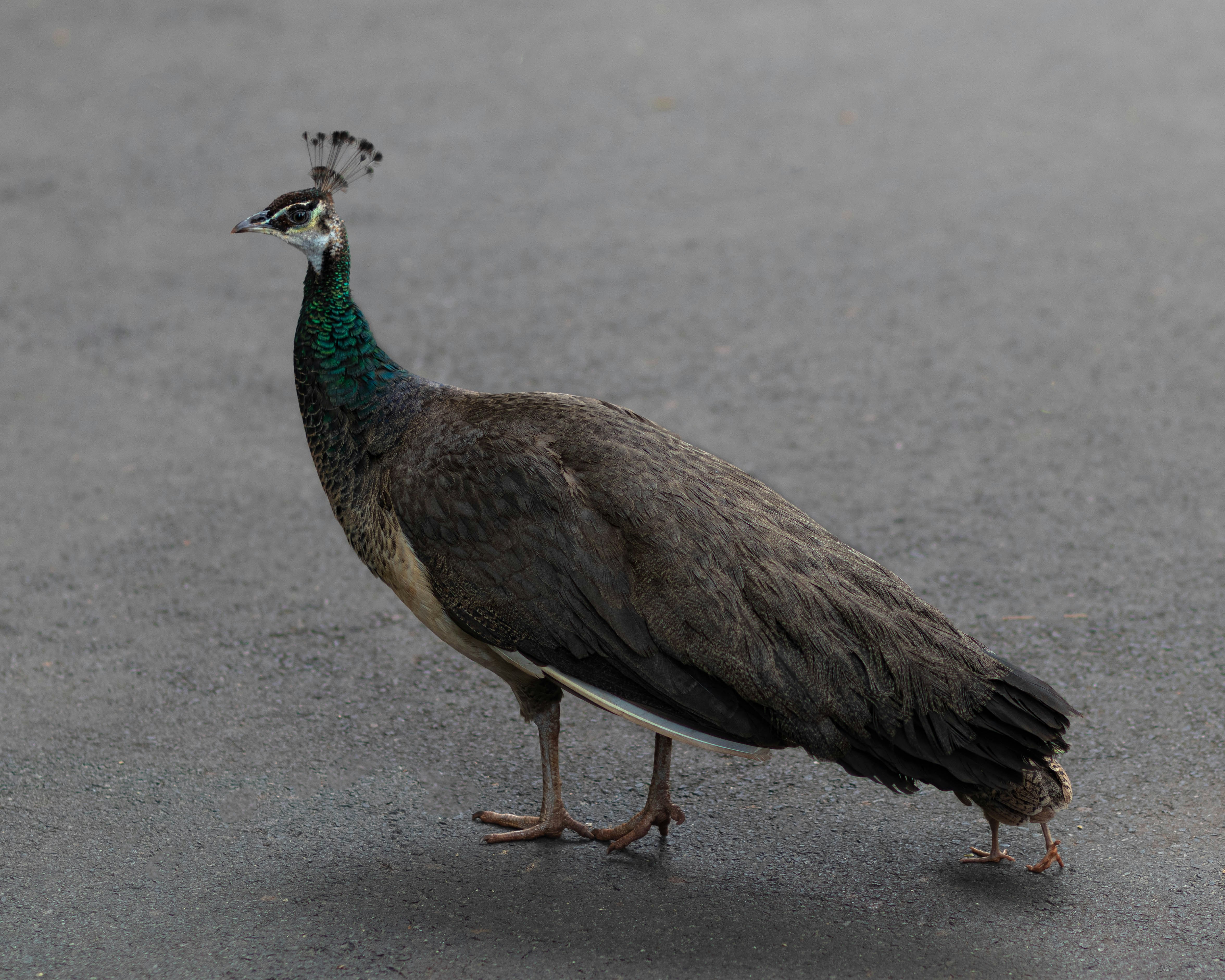 a bird with a long neck walking on the pavement