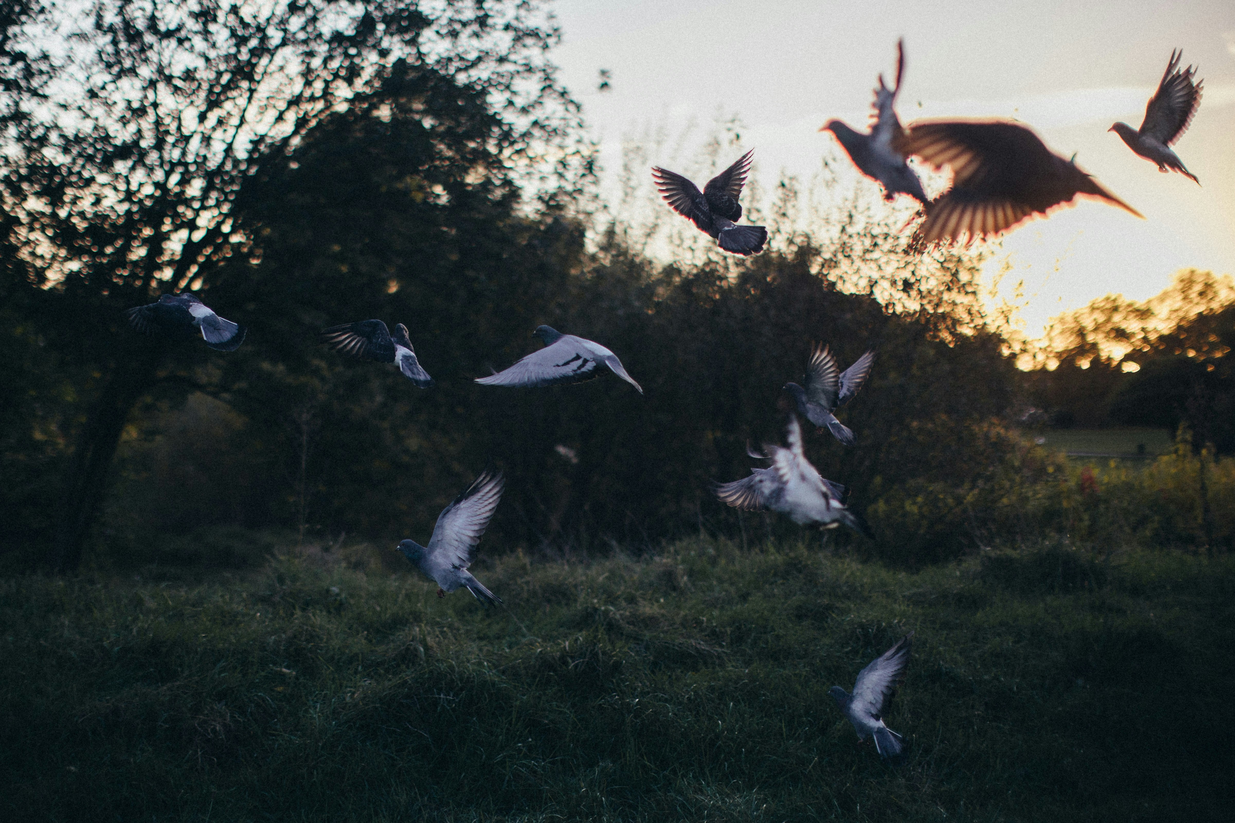 A flock of birds takes flight against a fading sunset, creating a dynamic scene filled with movement and natural beauty.