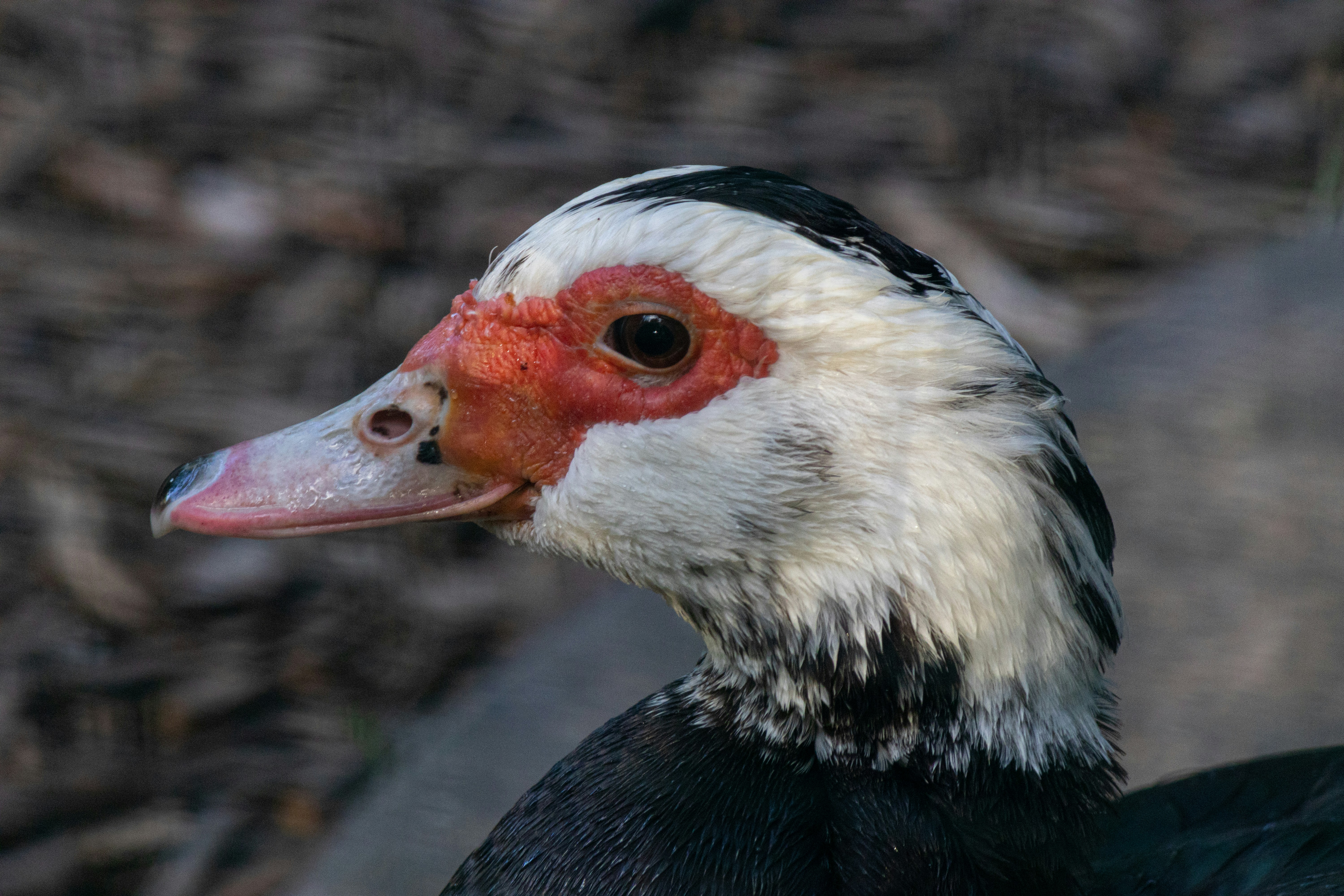 Portrait of a Vibrant Waterfowl