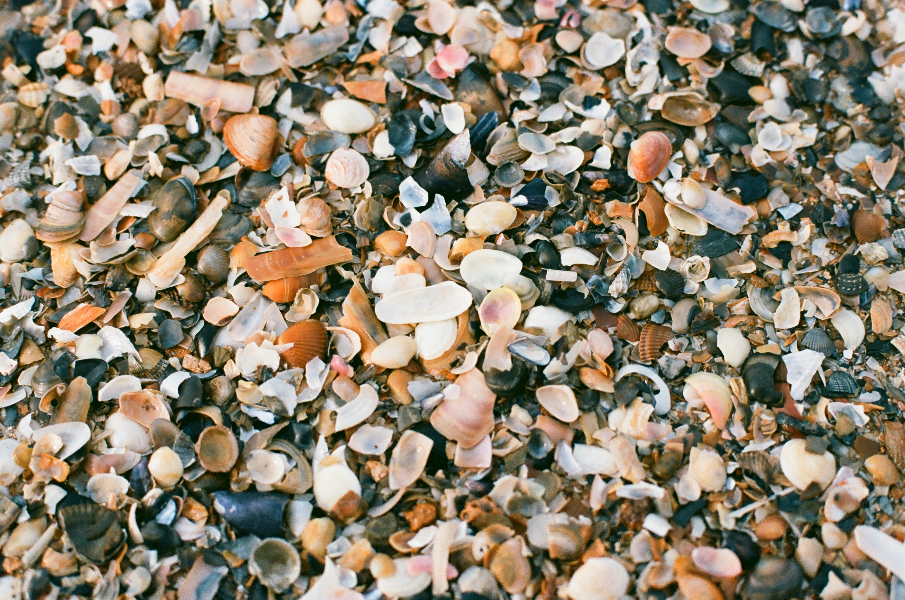 A bunch of shells that are on the ground photo – Free Belgium Image on ...