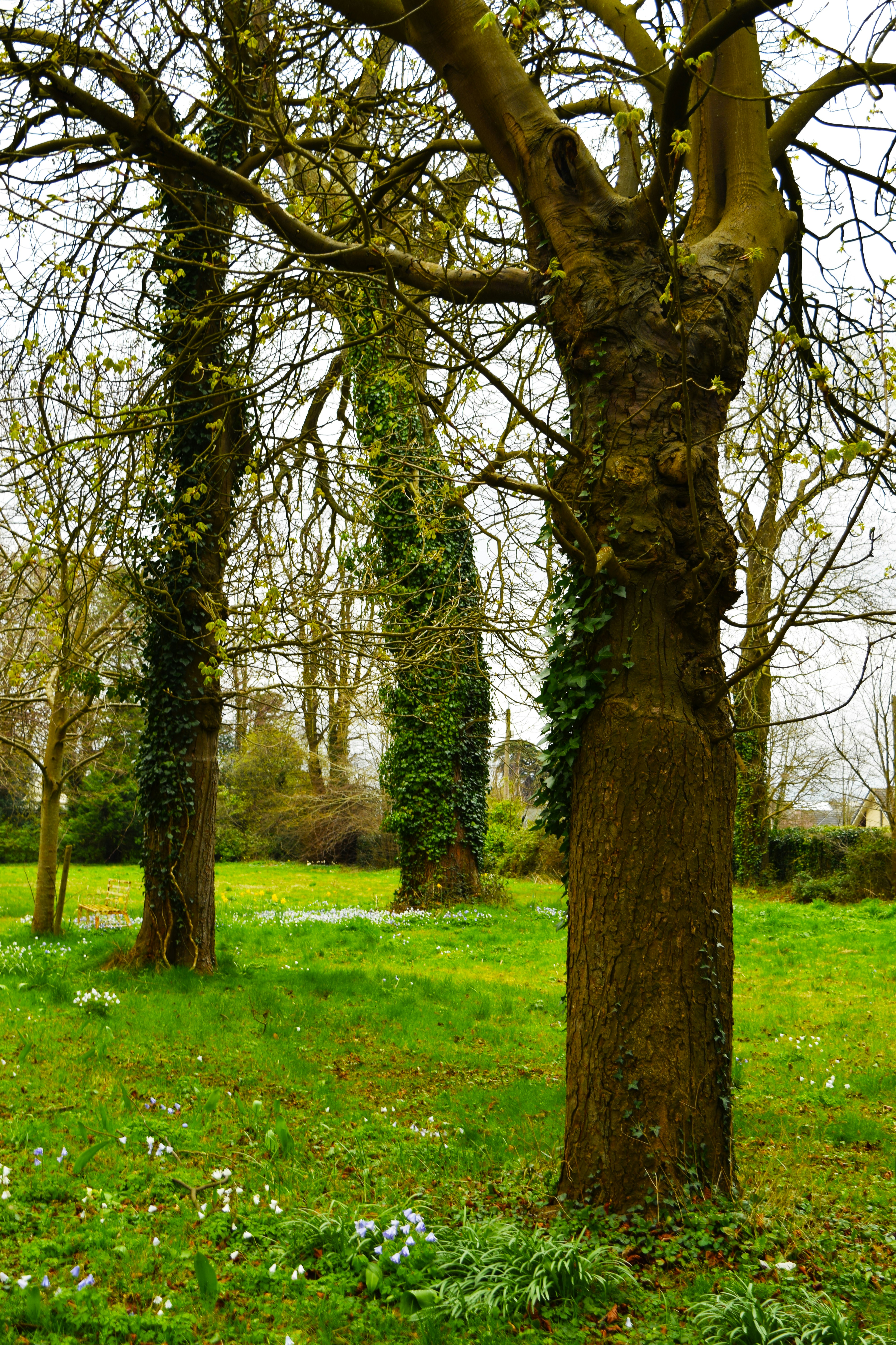 Ancient trees adorned with ivy stand tall in a lush green field dotted with delicate flowers, signaling the arrival of spring.