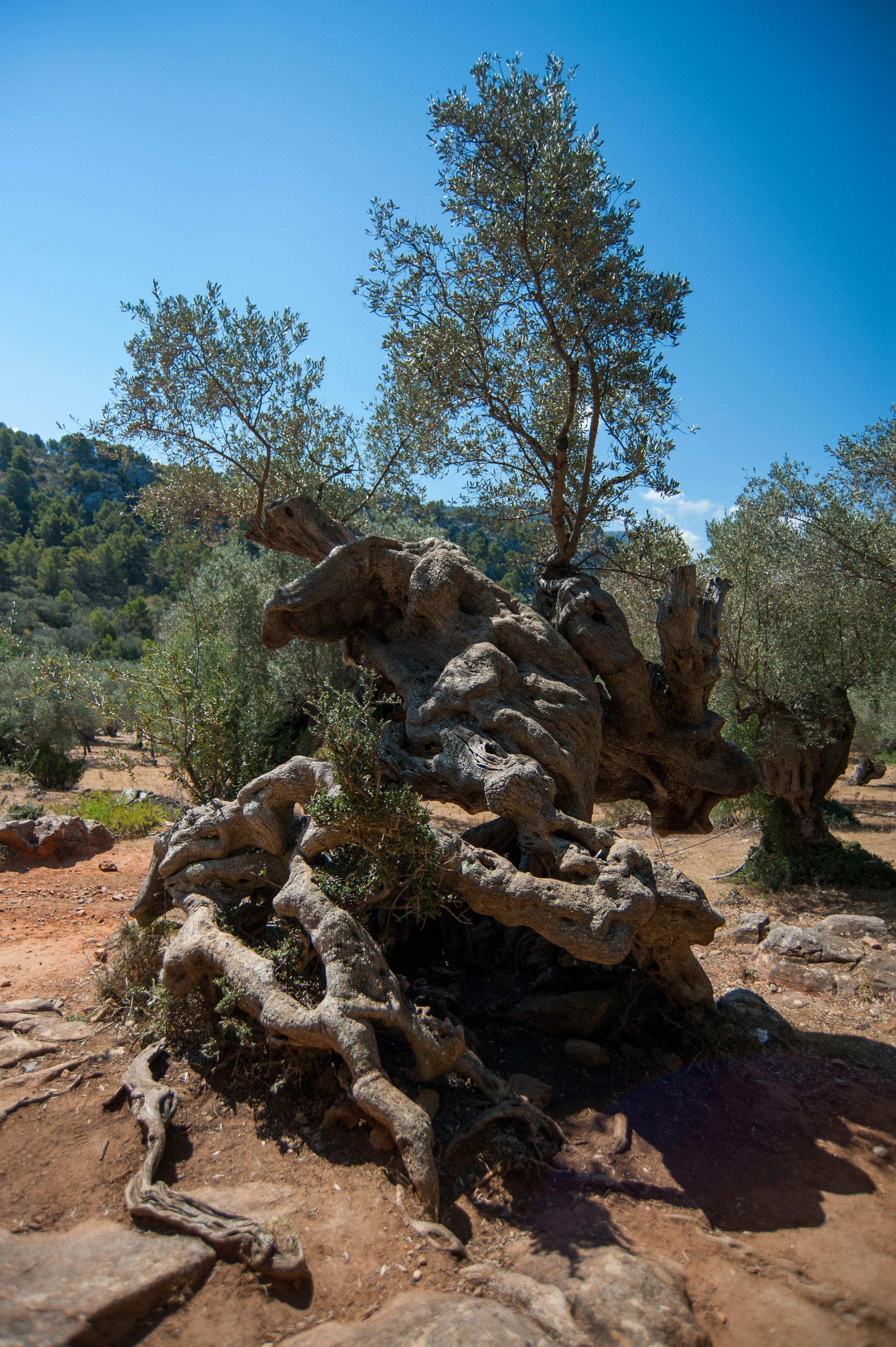 Gnarled olive tree with twisted roots and branches set against a clear blue sky in a sunlit landscape.