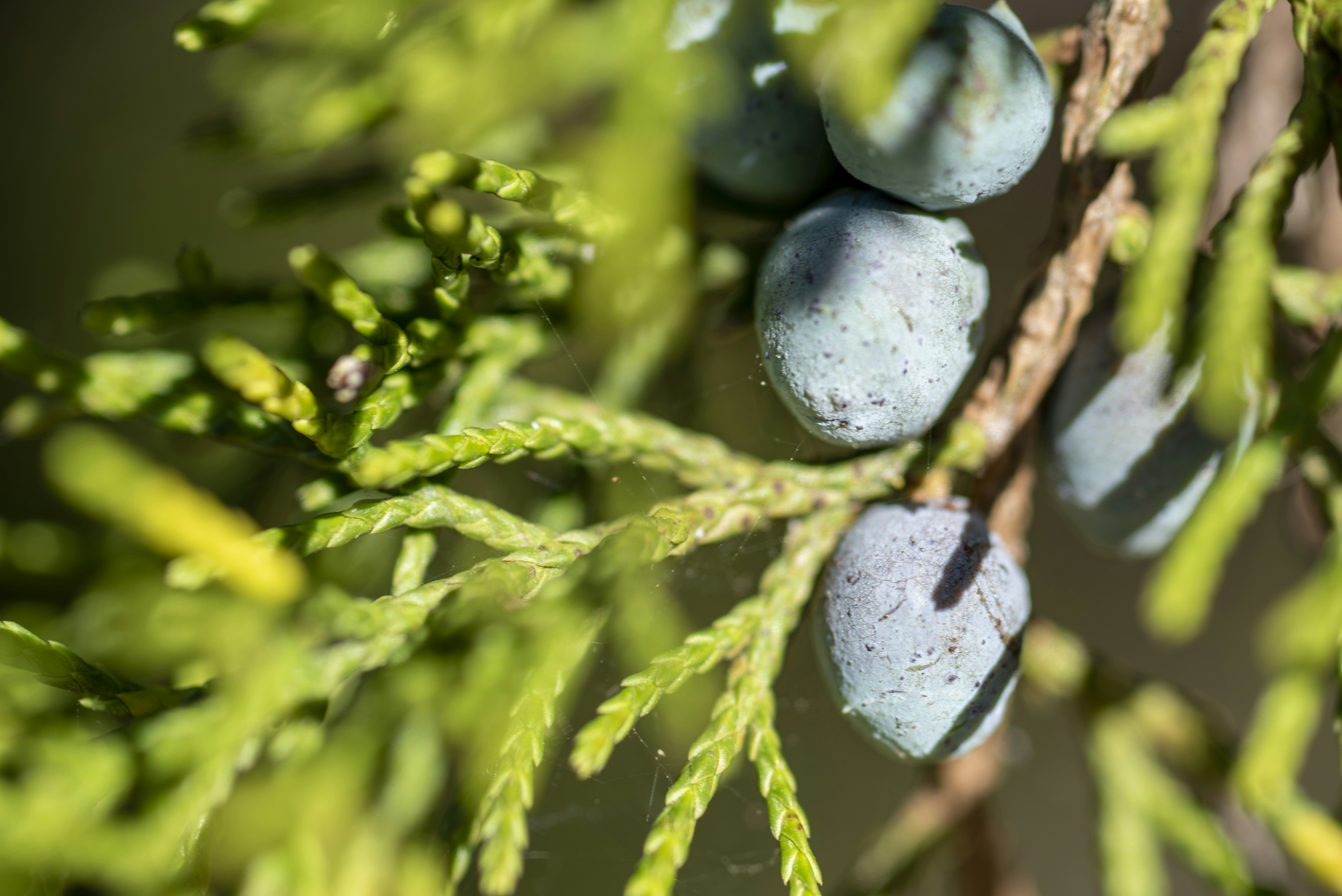 The Onset of Spring Allergy Season - Pollen Counts Rise!