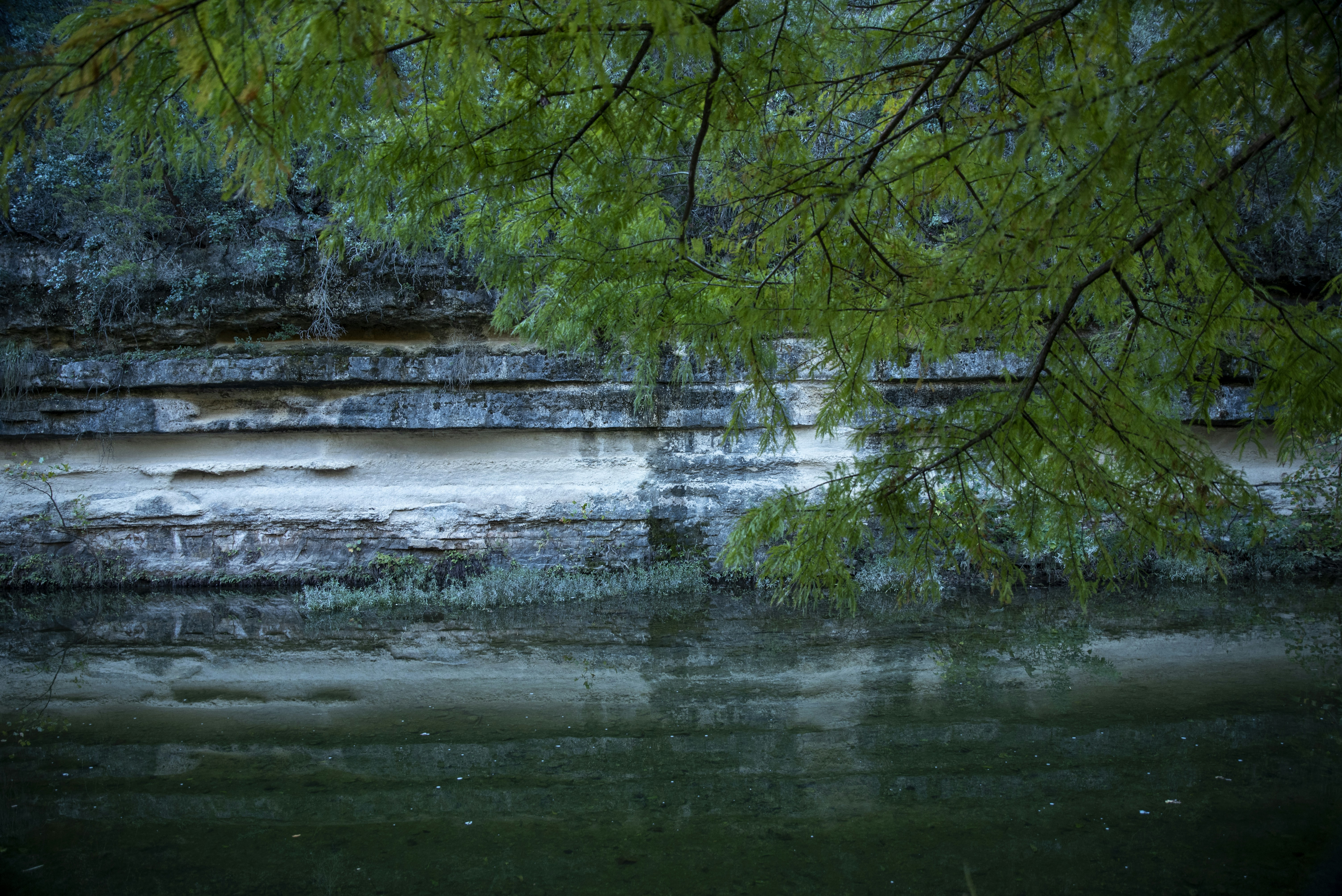 a tree branch hanging over a body of water