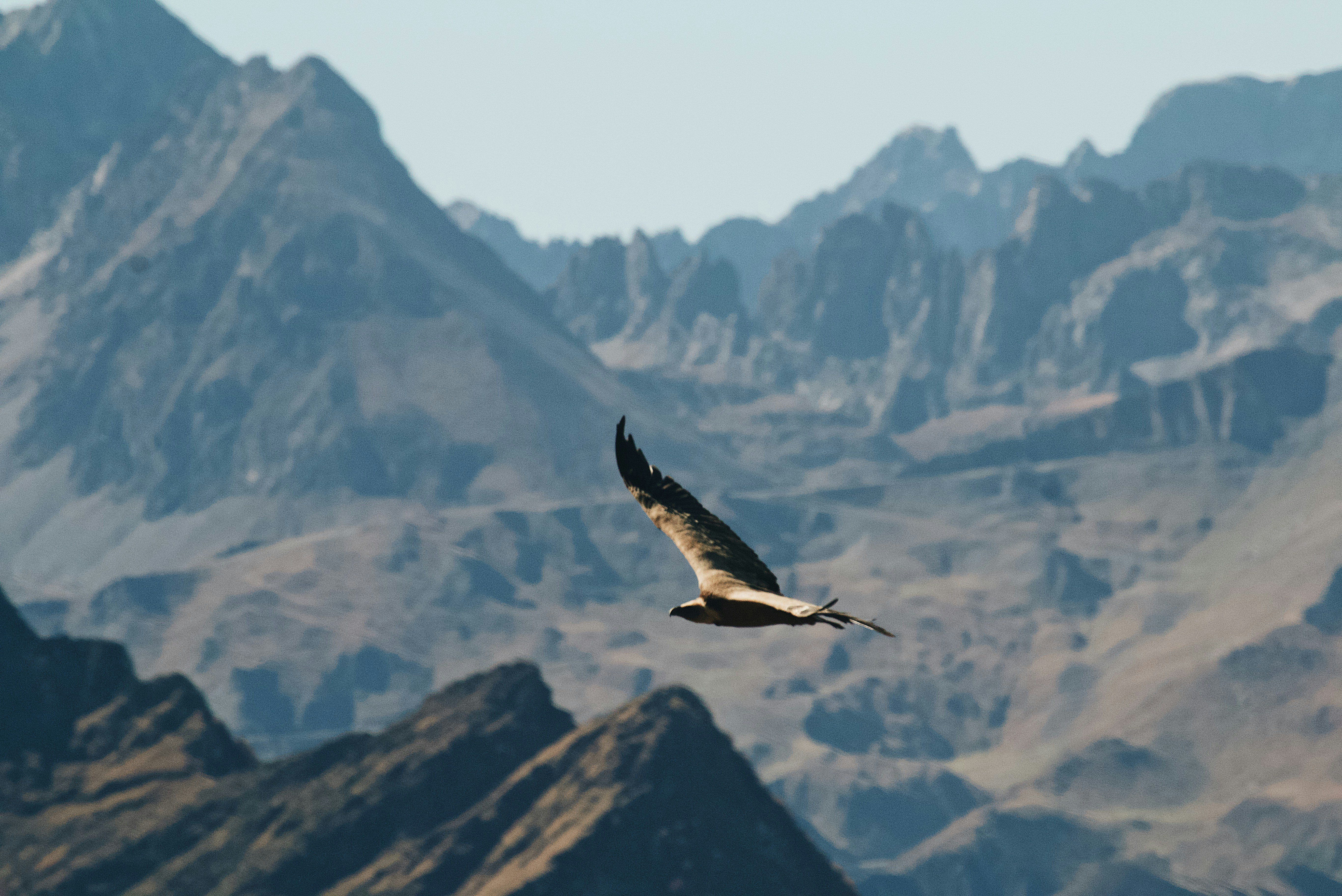 Un grand oiseau survolant une chaîne de montagnes photo – Photo Gris ...