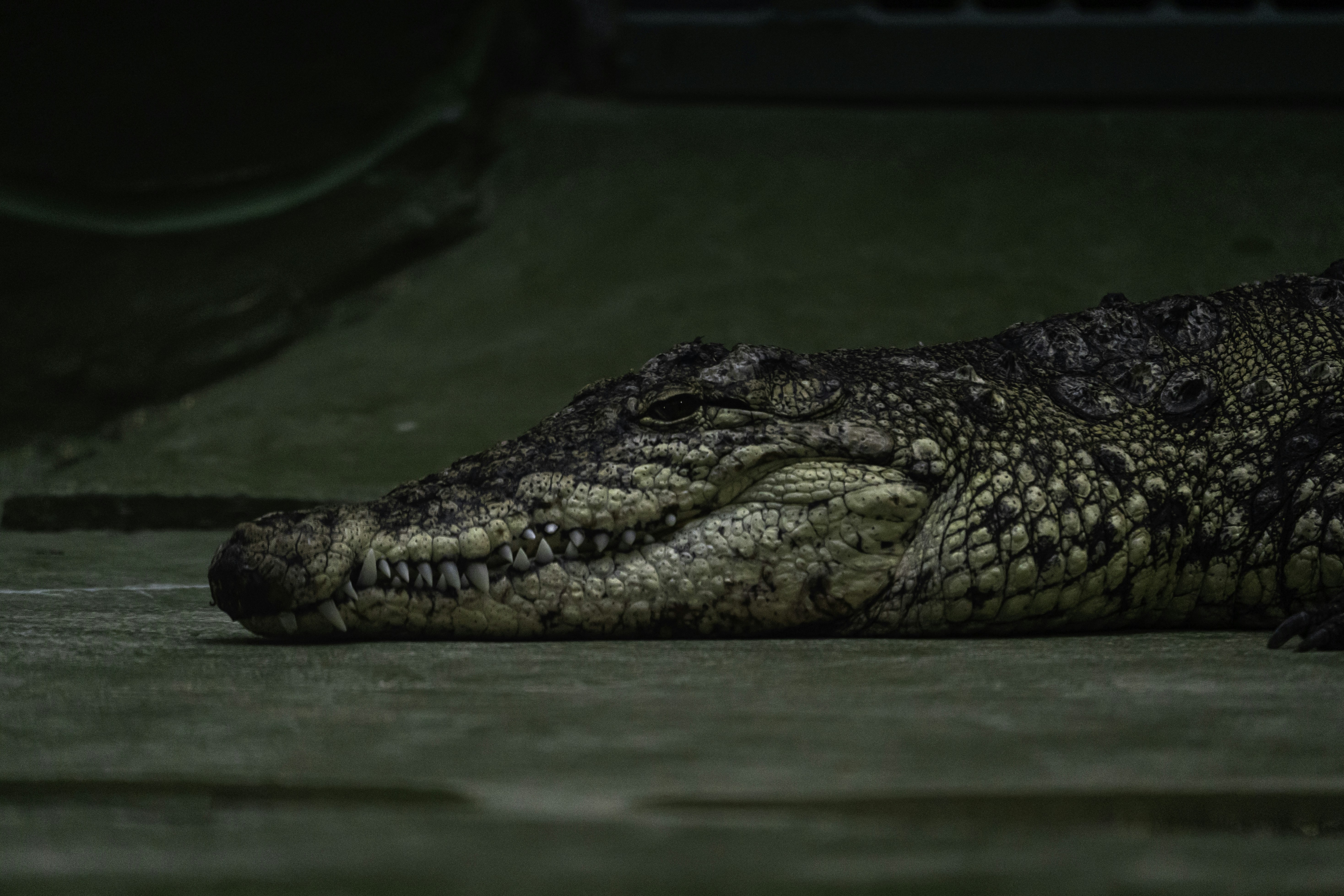 A large alligator laying on top of a wooden floor photo – Free ...