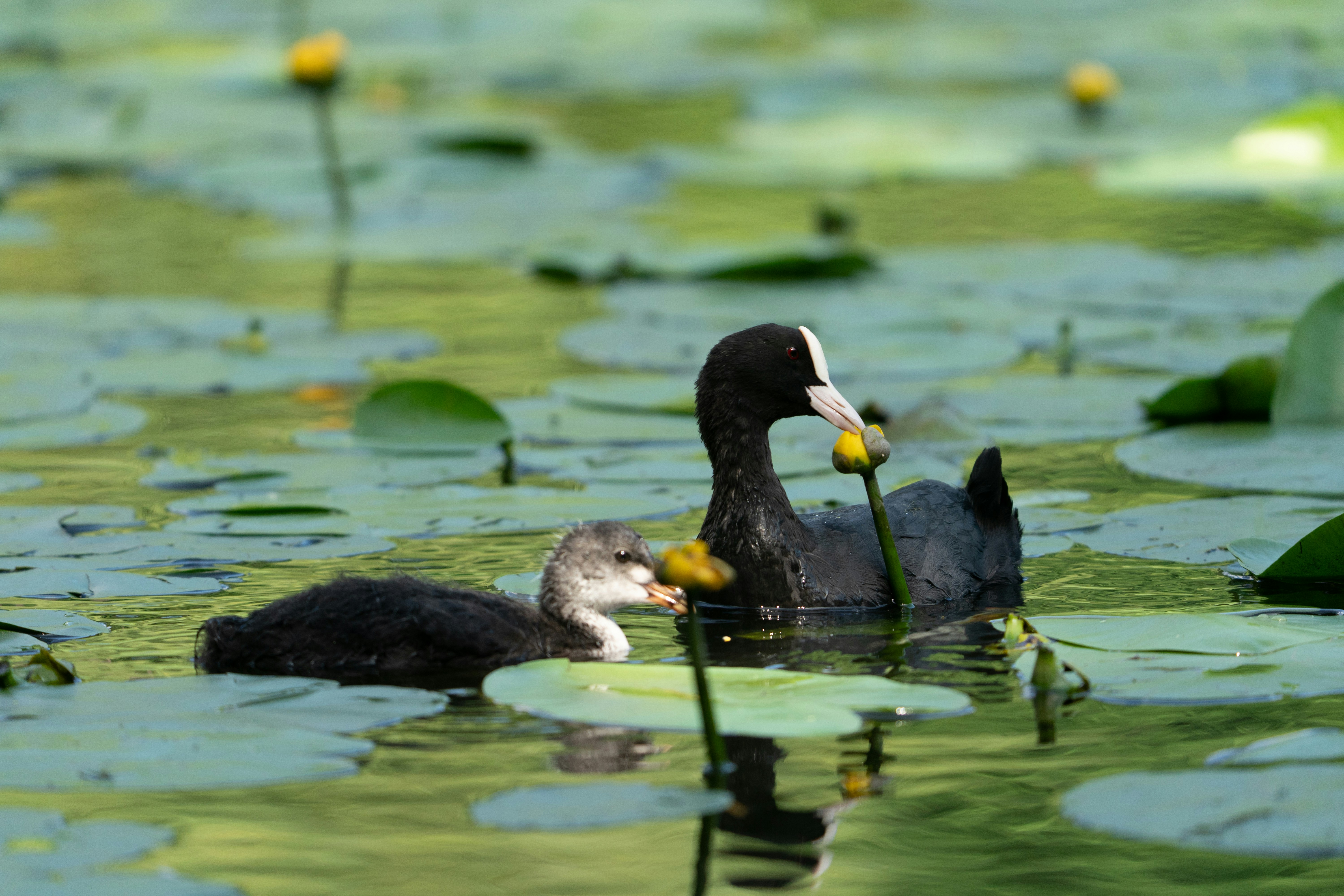 Lily-Pad Vigil: A Black Coot and Its Gray Chick Navigate a Sunlit Pond