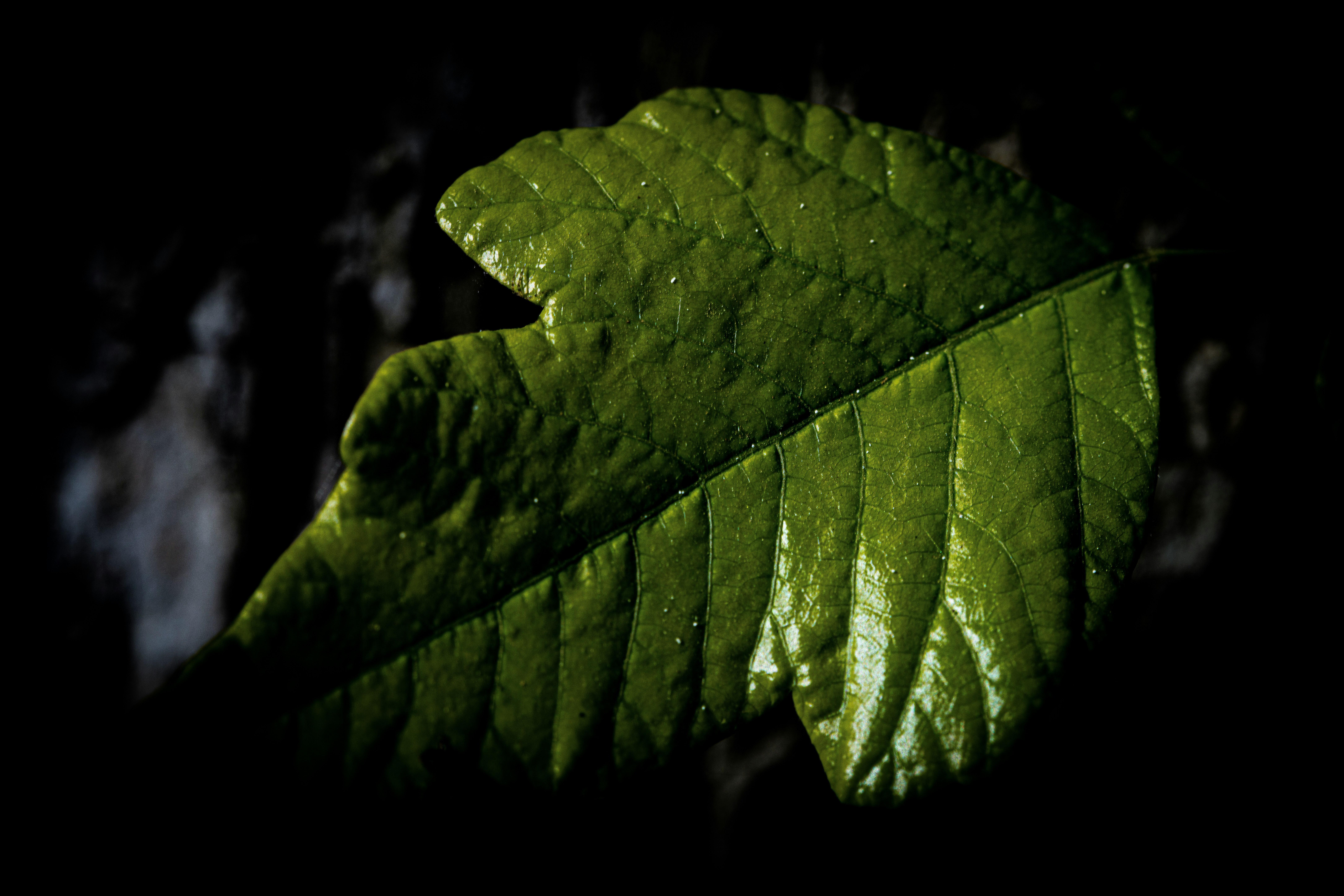Emerald Vein: close-up of a leaf in dramatic light