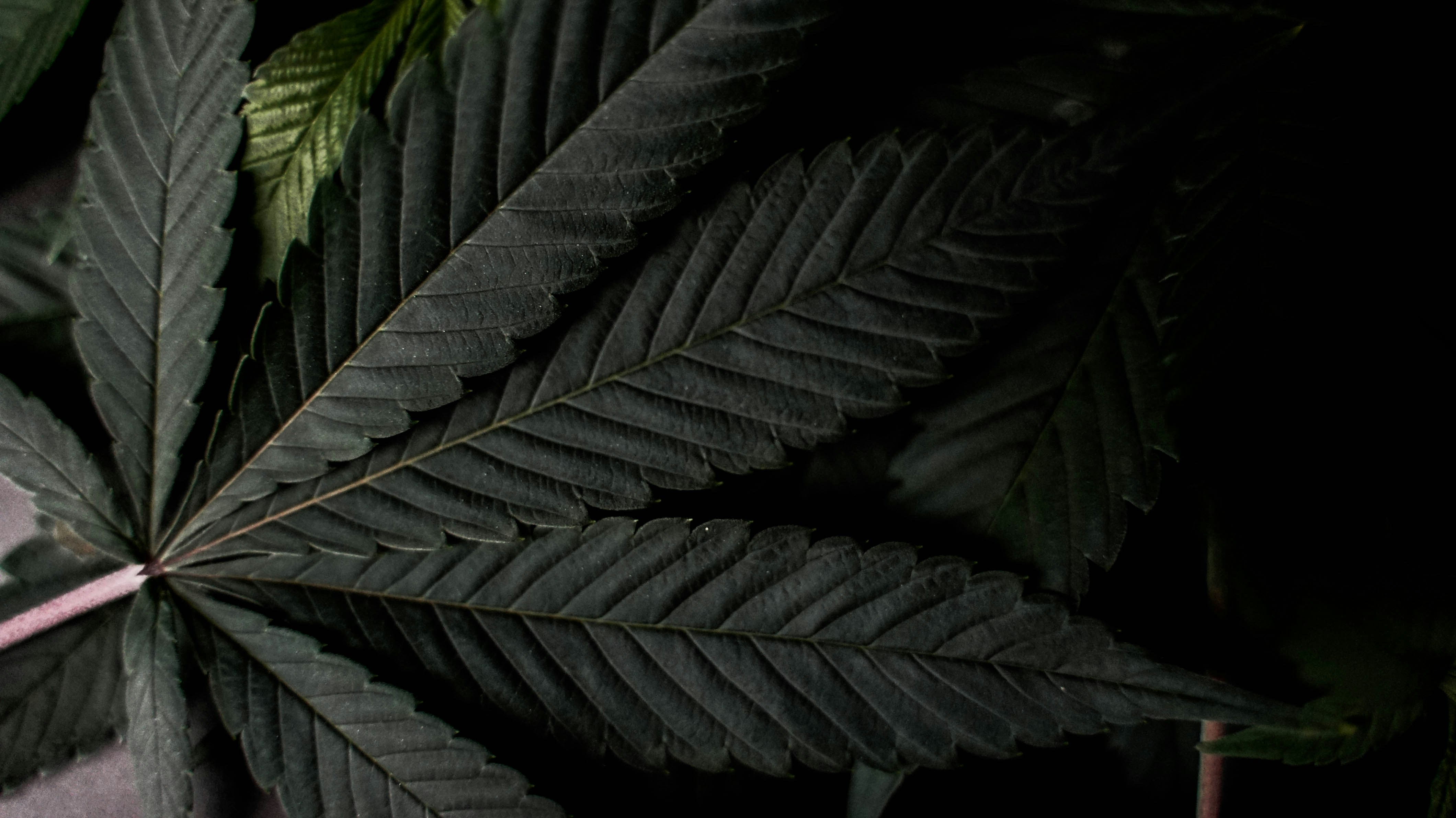 Shadowed Venation: A Close-up of Night-Deep Leaves