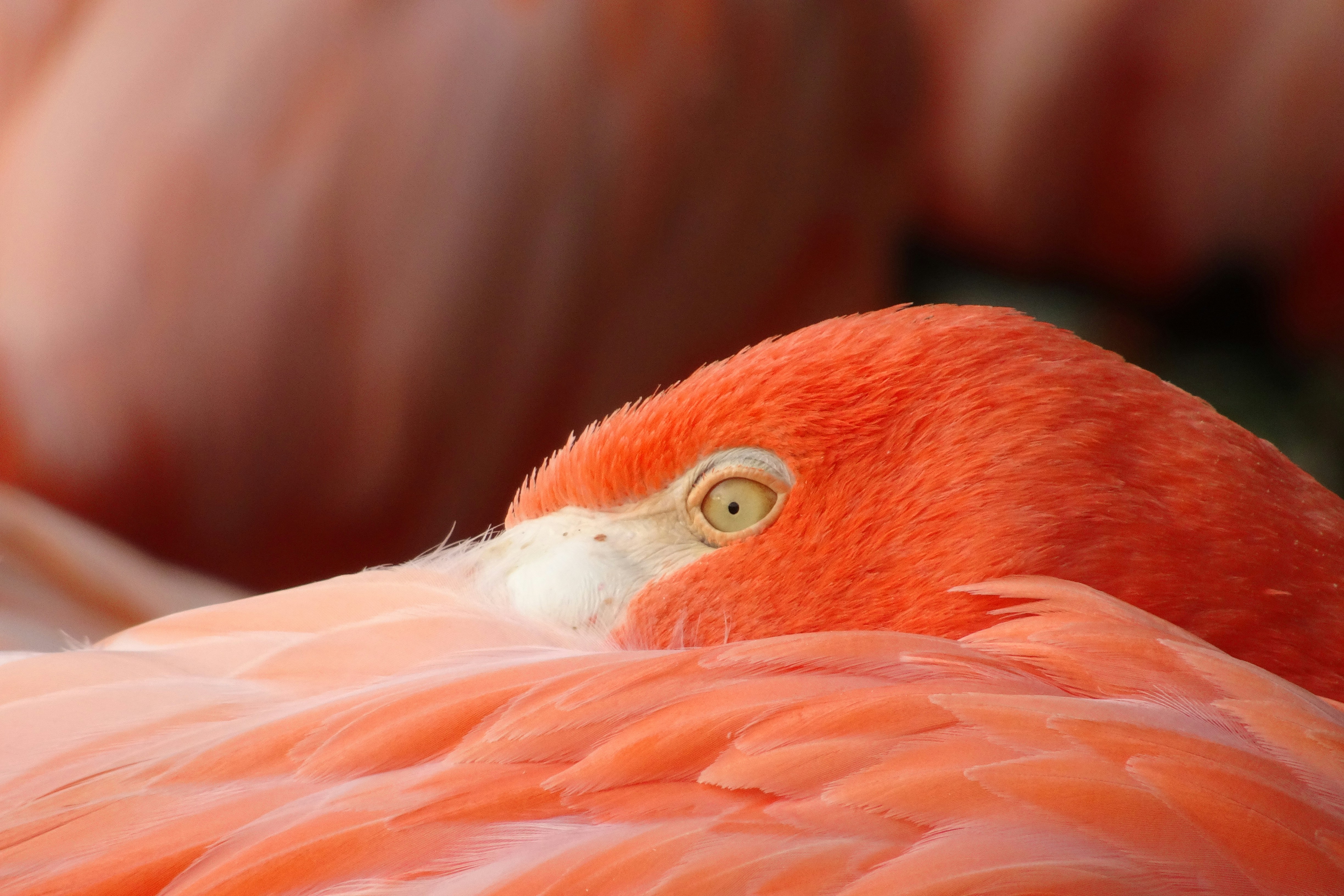 Close-up photograph of a flamingo's eye nestled among layers of bright coral-orange feathers.