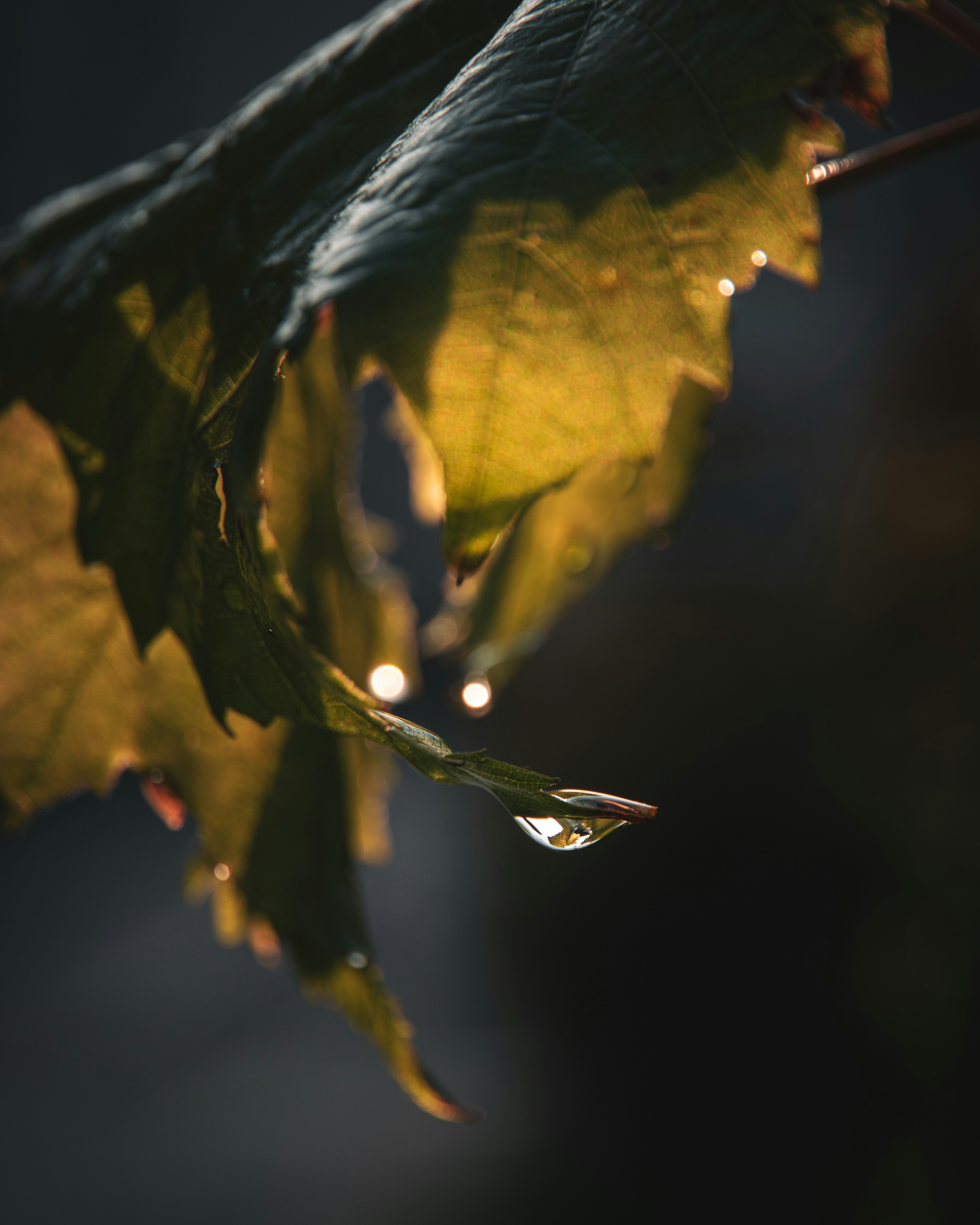 Golden Dew: A Leaf's Quiet Glow in the Evening Shade