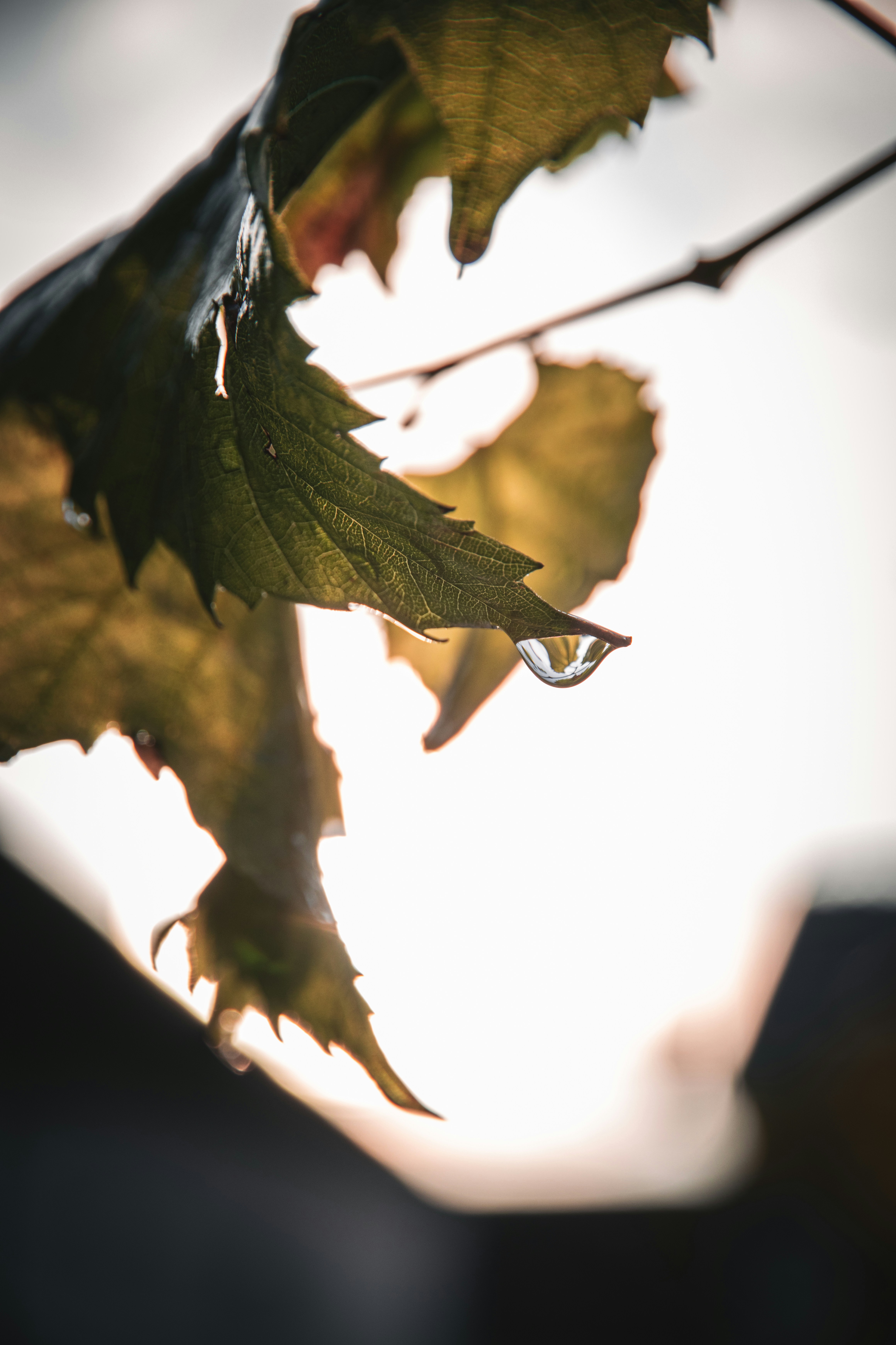Droplet on a Leaf: A Quiet Moment of Light and Texture