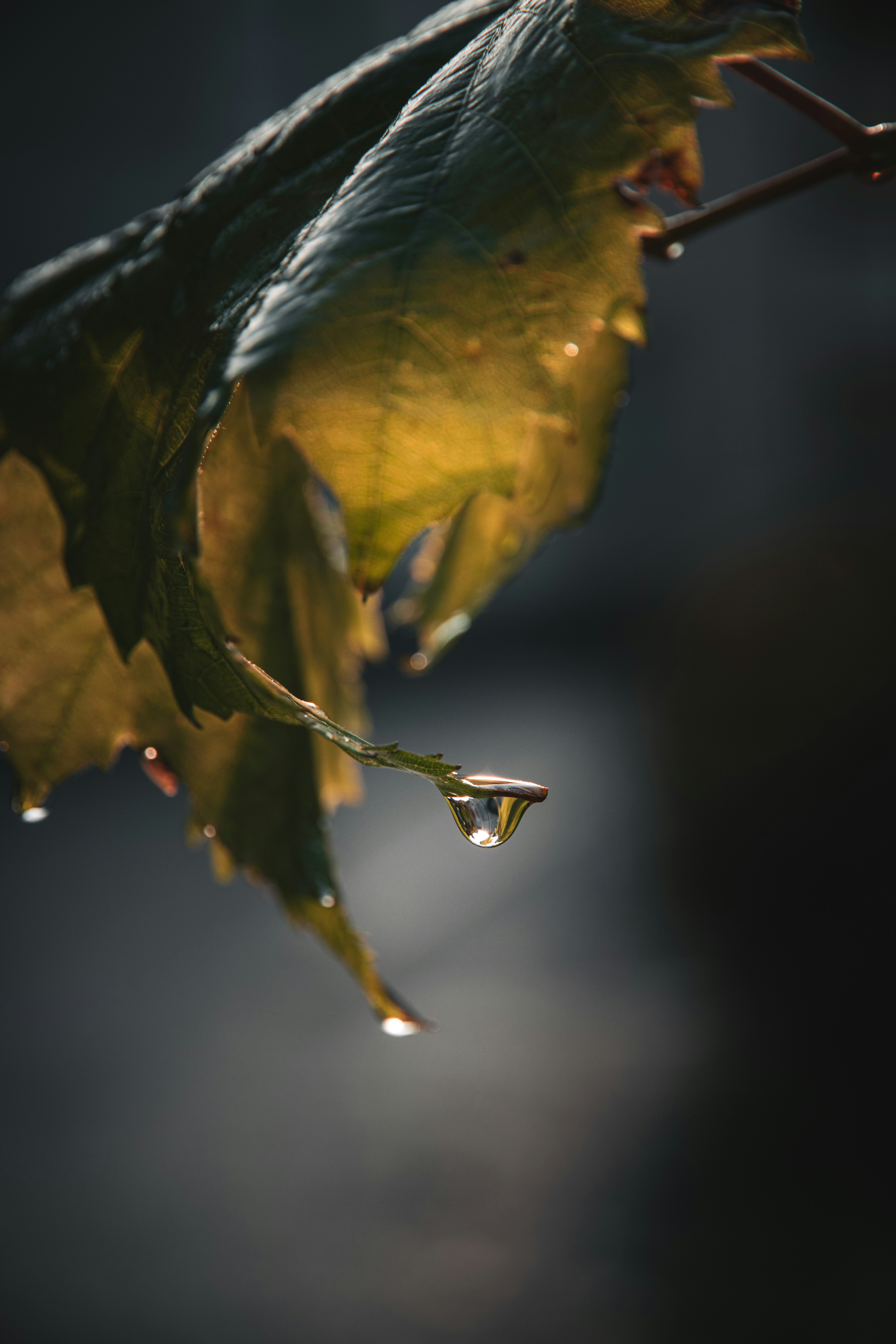 a leaf with drops of water hanging from it
