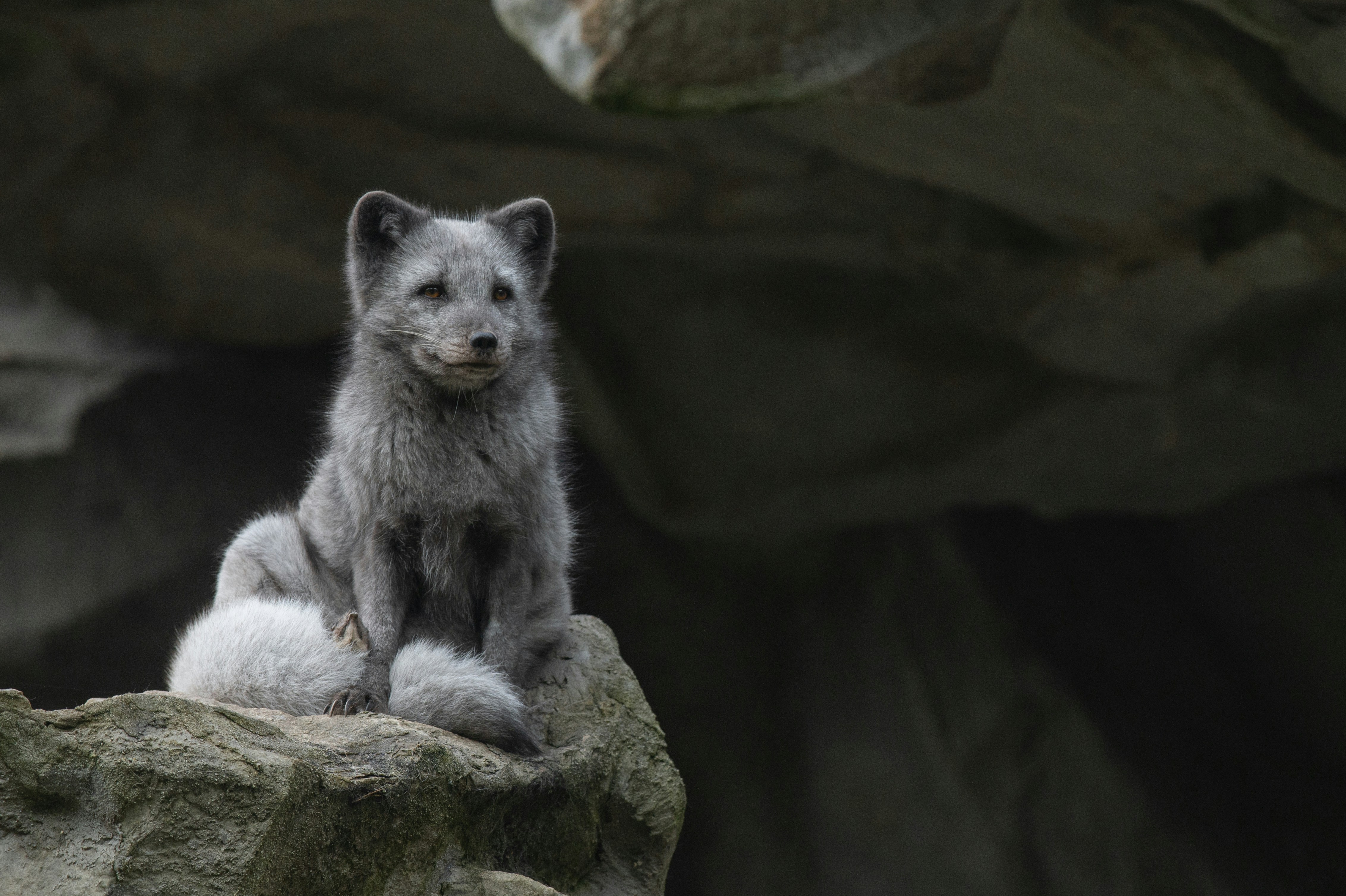 Young silver fox perched on rugged rock, eyes toward the camera in a shaded rocky alcove.