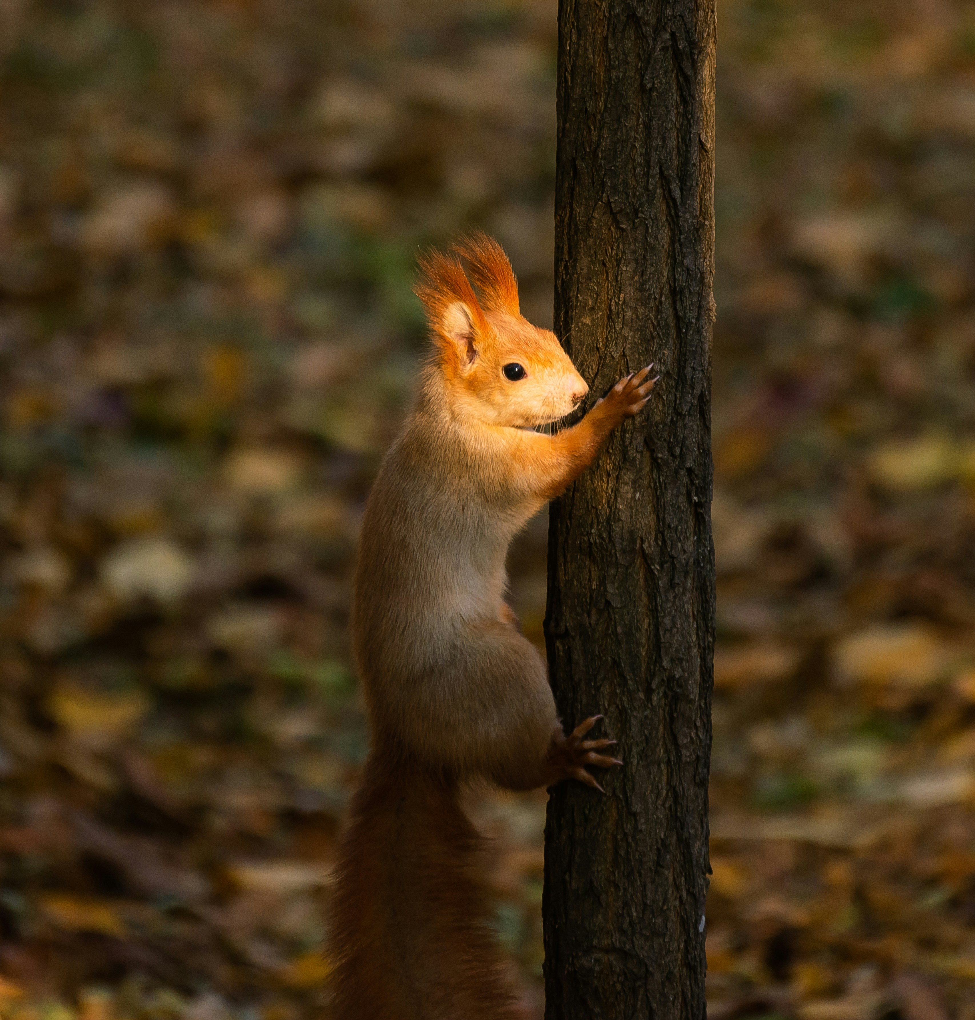 A lively squirrel clings to a tree trunk amidst a carpet of fallen leaves, showcasing its vibrant fur against a warm autumn backdrop.