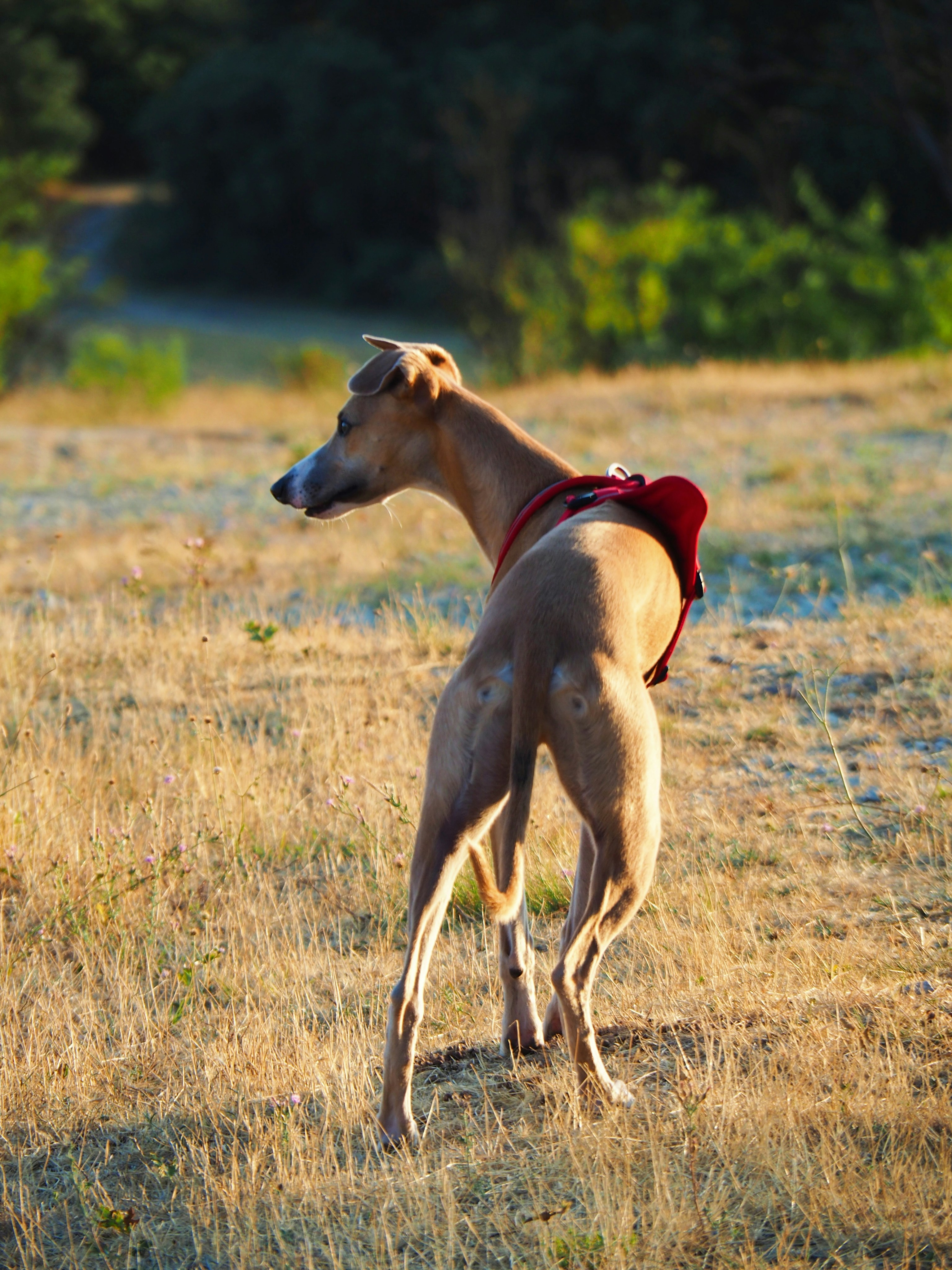 Définition de lévrier nain | Dictionnaire français | La langue française