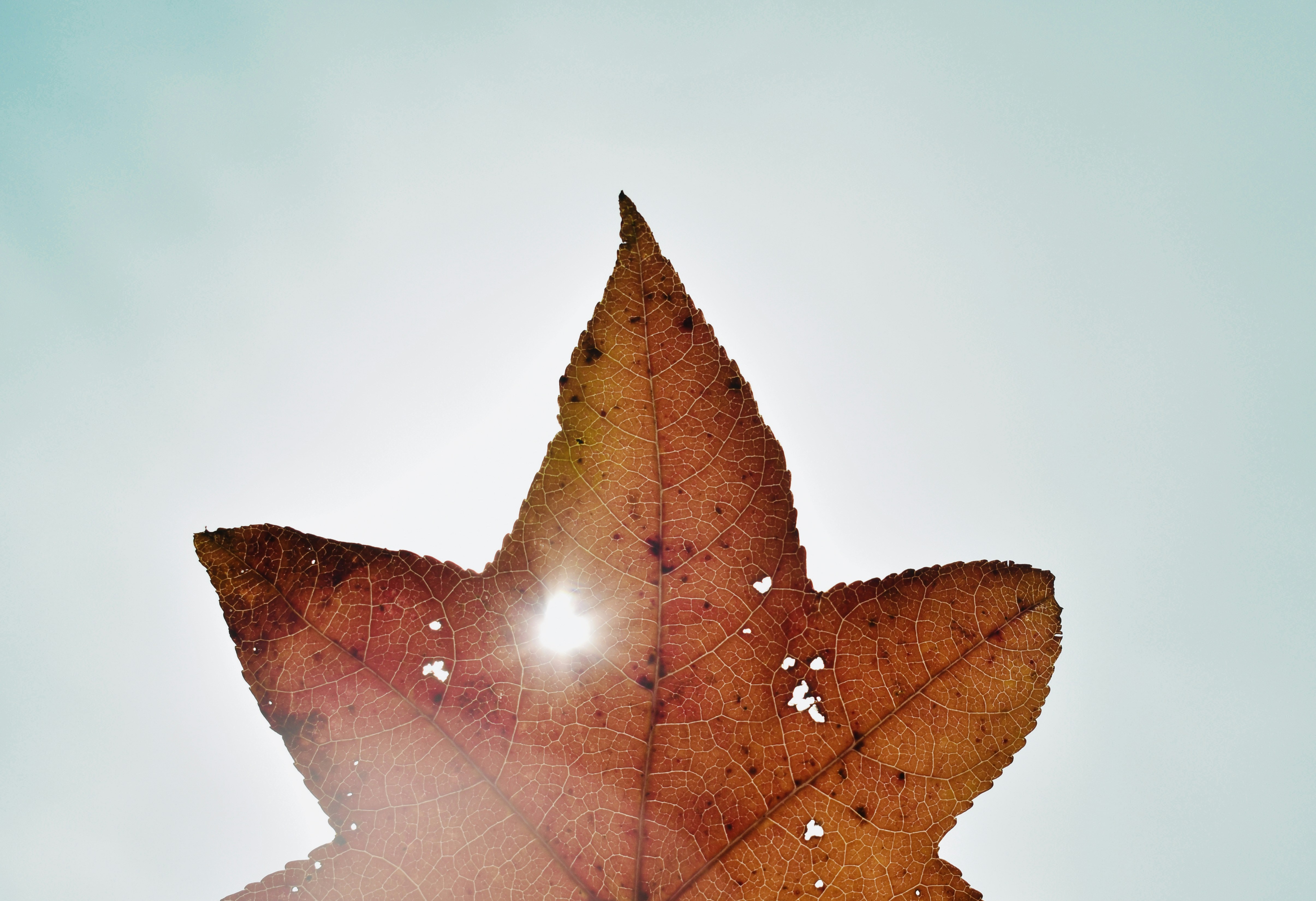 Sunlit Maple Leaf Against a Pale Sky