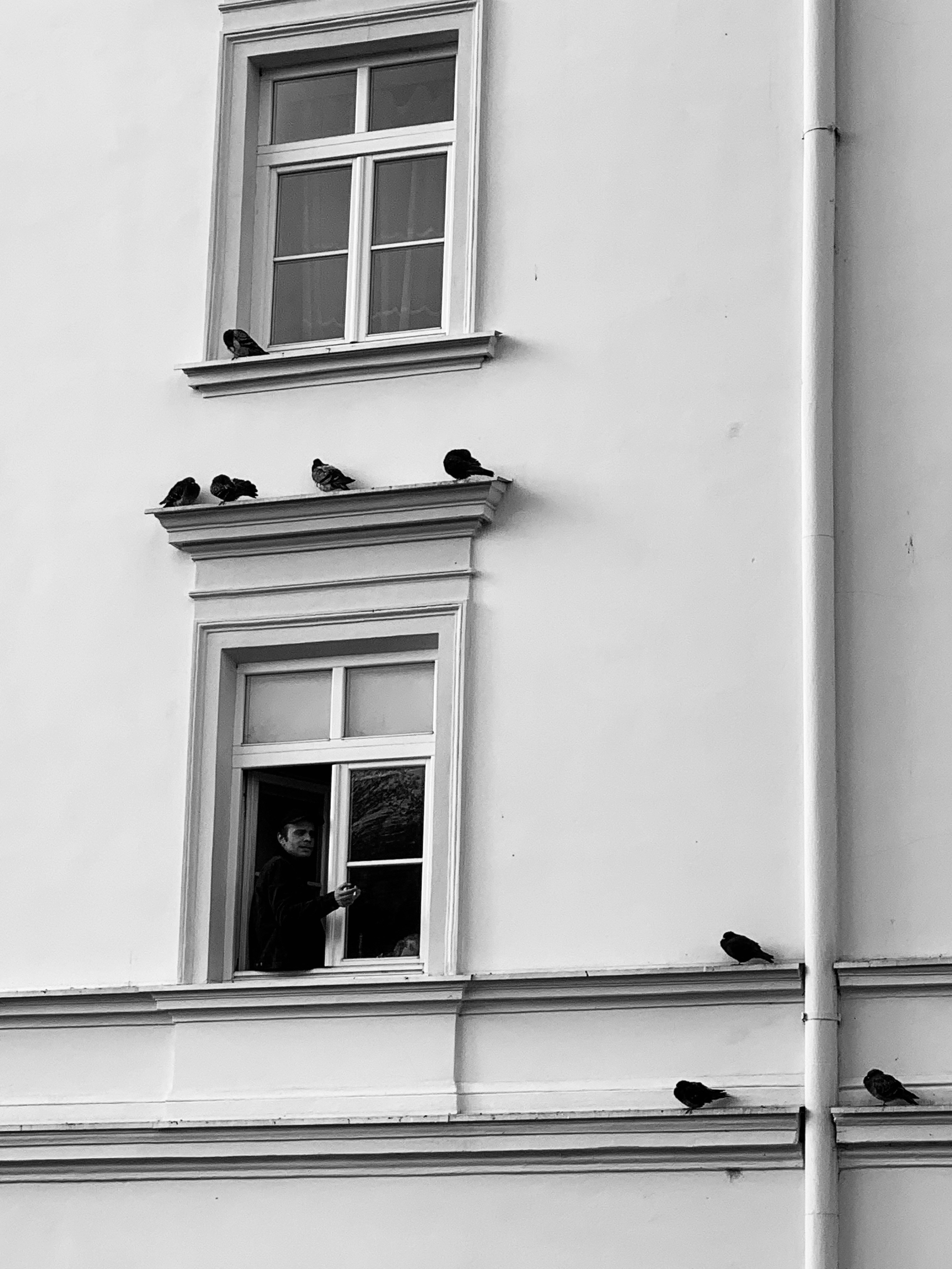 A figure stands at a window, surrounded by perched pigeons on a white wall, emphasizing a moment of connection with nature in an urban setting.
