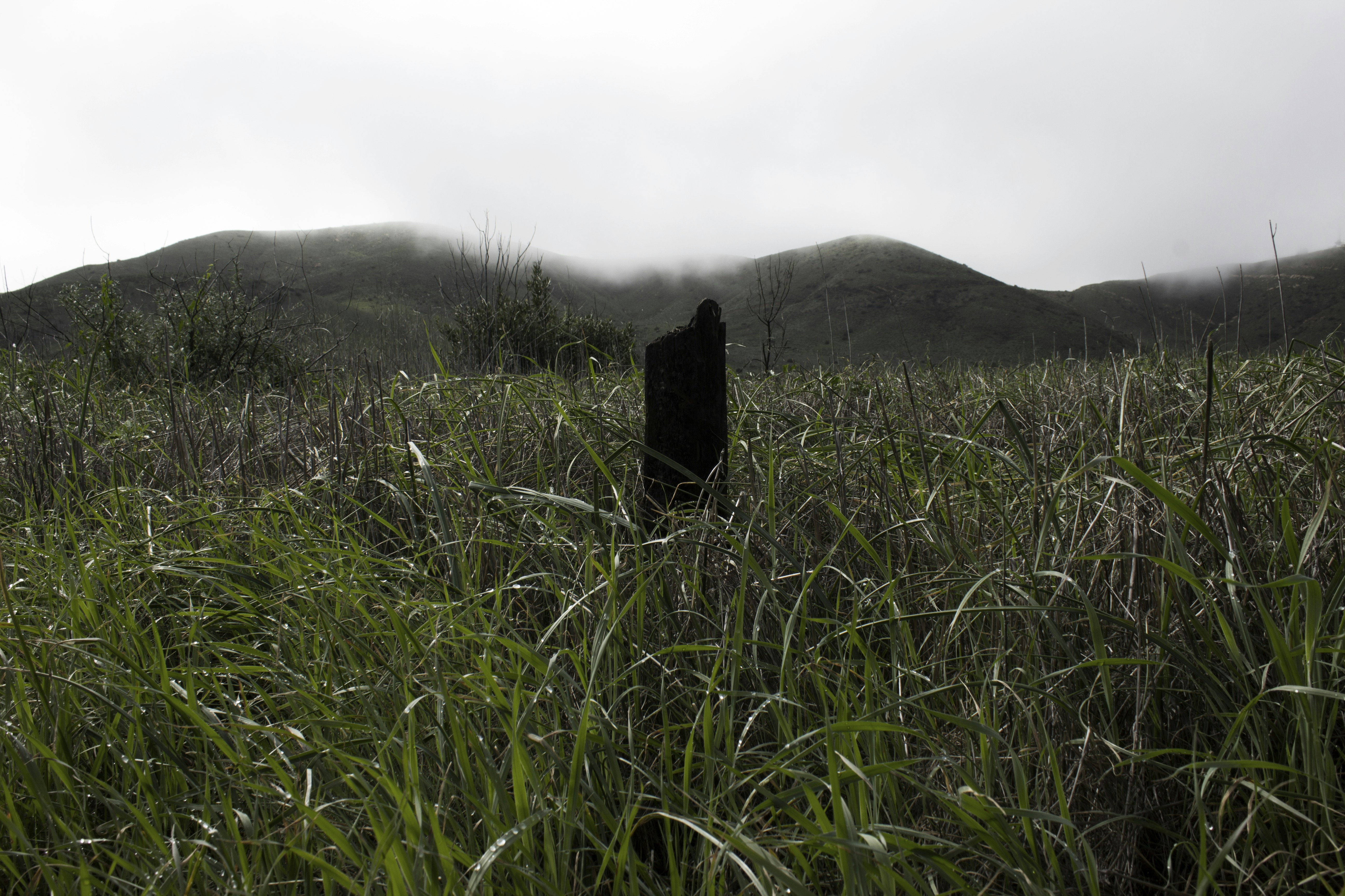 A weathered wooden post stands amidst tall grass, with misty hills shrouded in clouds in the background.