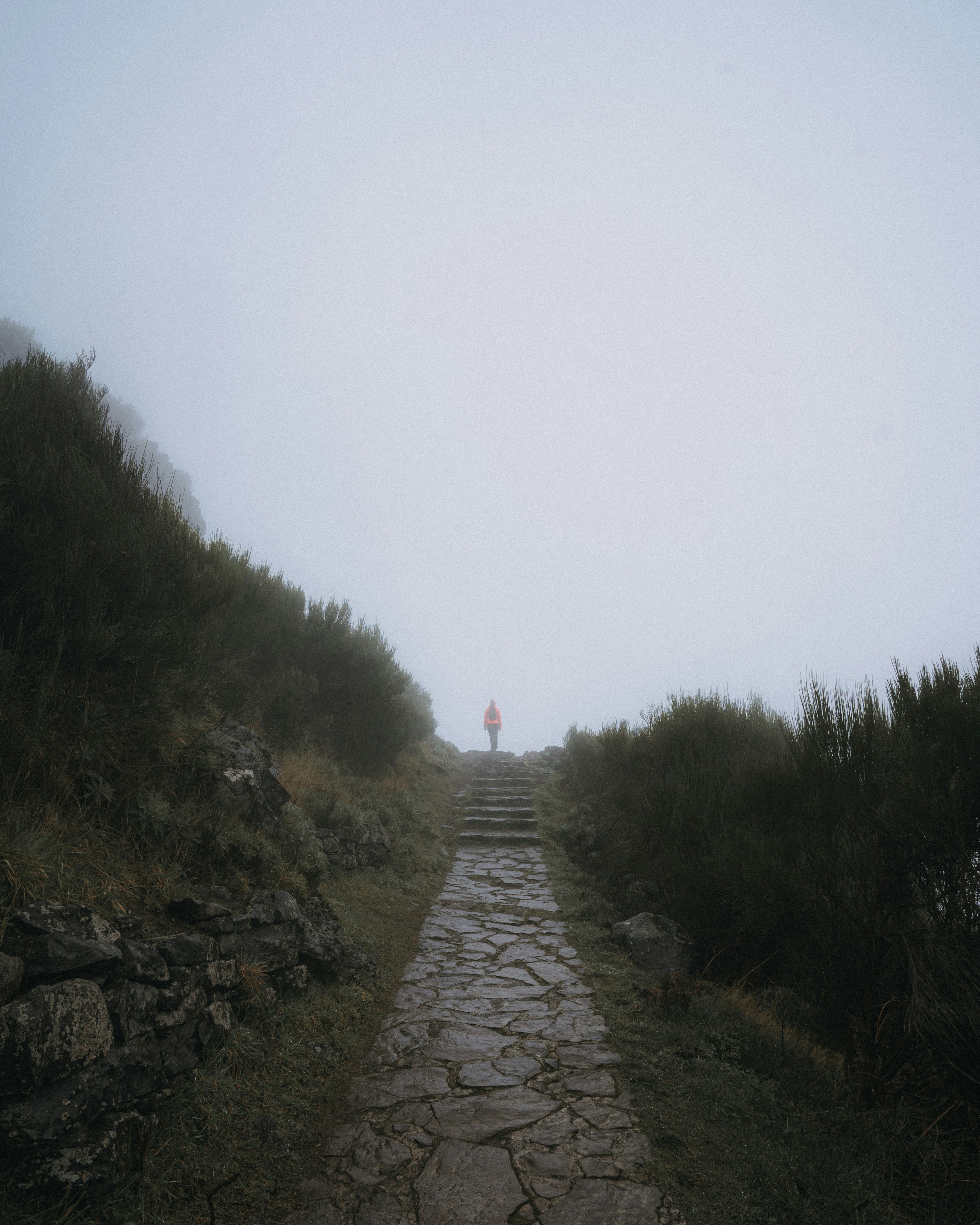 A solitary figure stands at the end of a stone pathway, enveloped in thick fog, with lush greenery flanking the sides.
