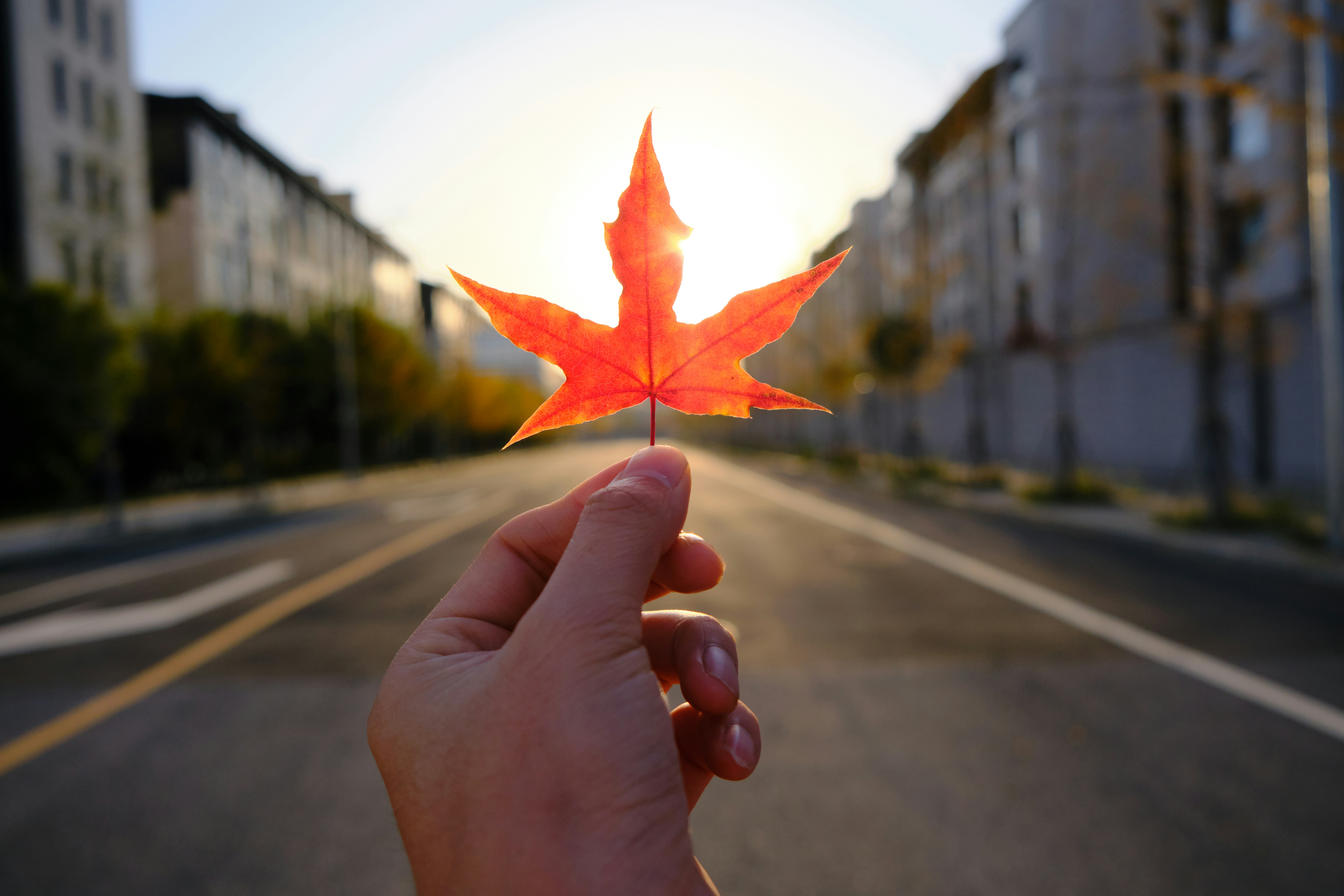 Autumn Leaf Framing a Quiet City Street at Sunrise