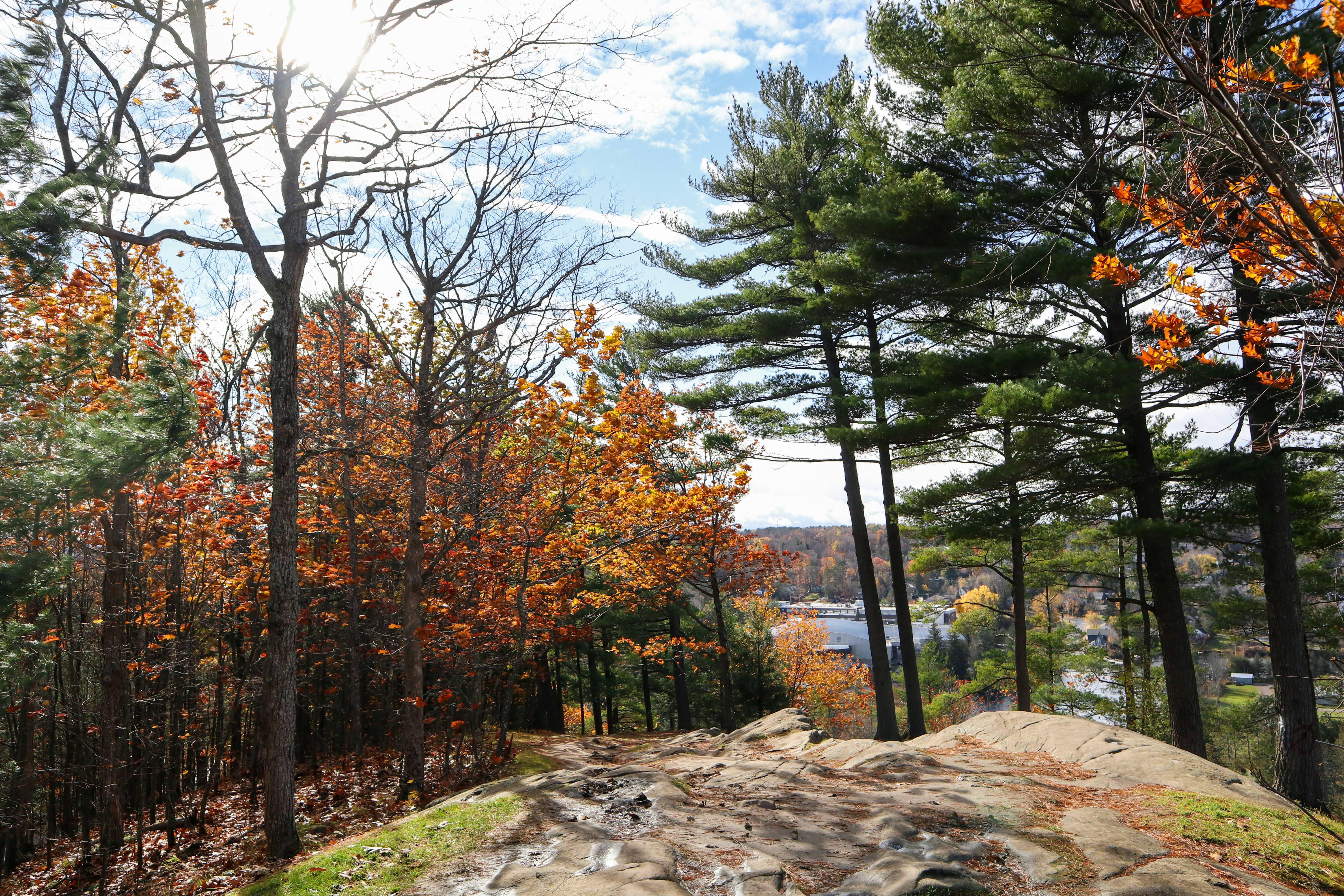 Dirt road winding through a forest with colorful autumn foliage.