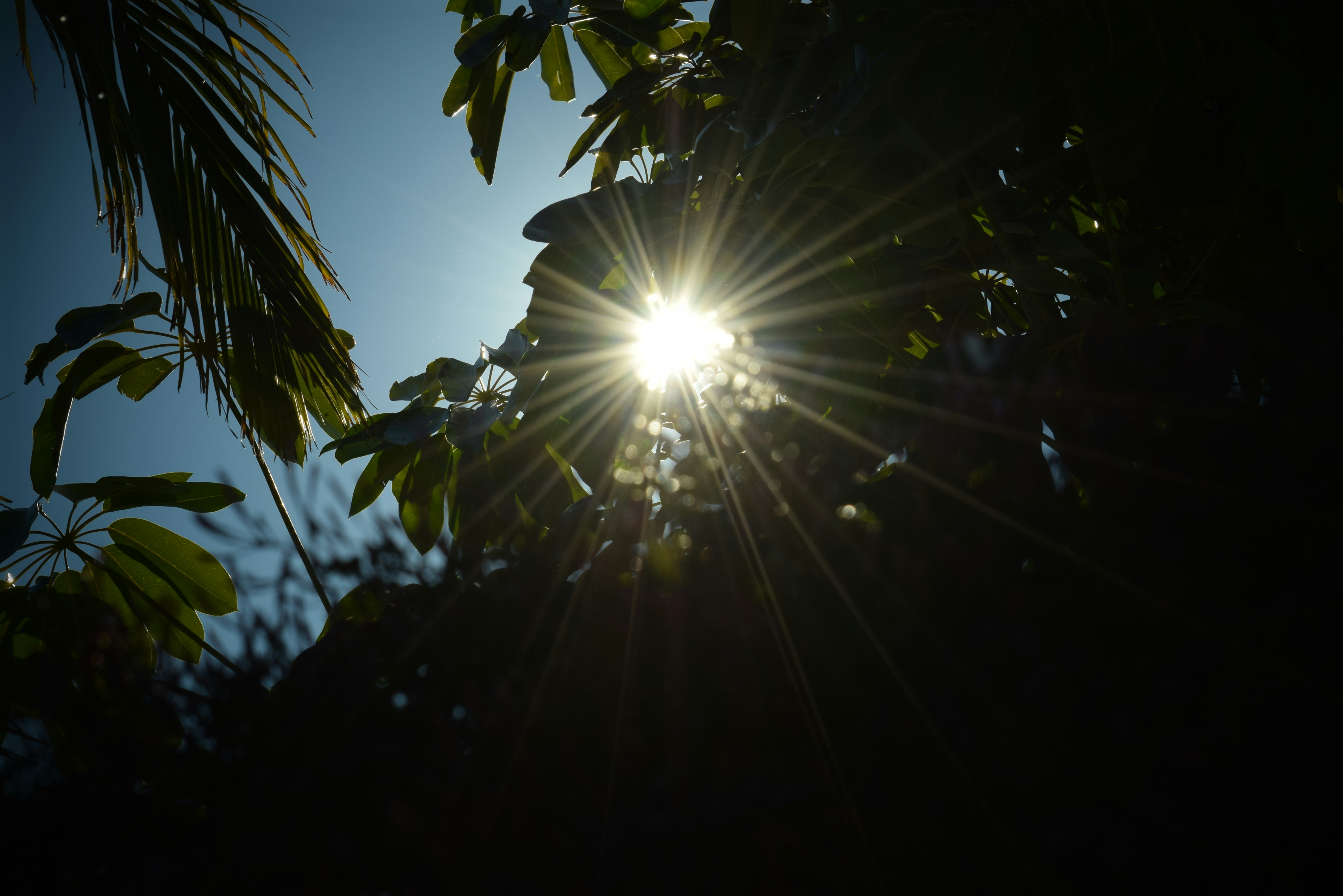 100+ Sunlight Pictures | Download Free Images on Unsplash