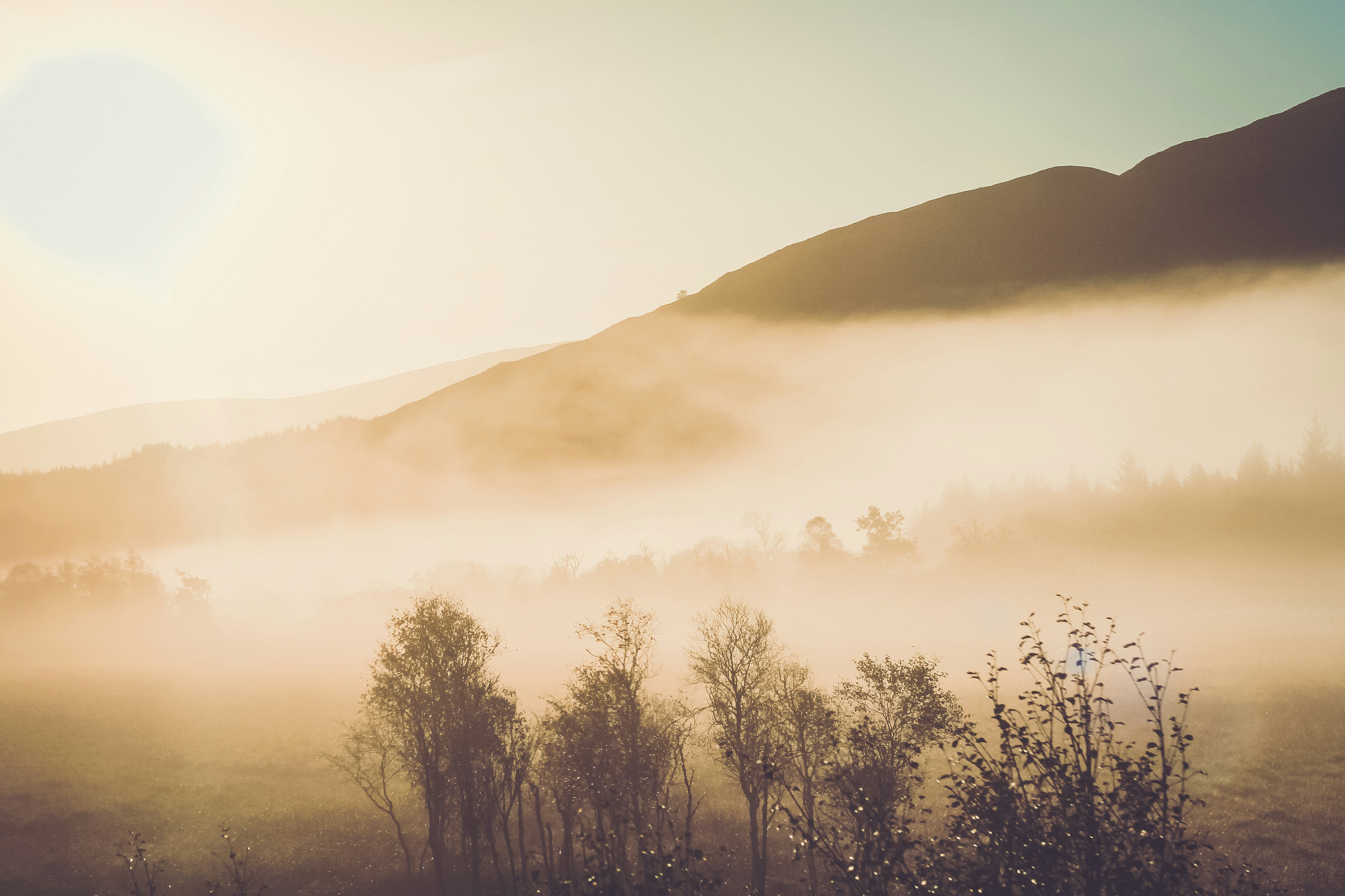 Silhouetted trees emerge from a blanket of fog, framed by rolling hills under a soft morning light.