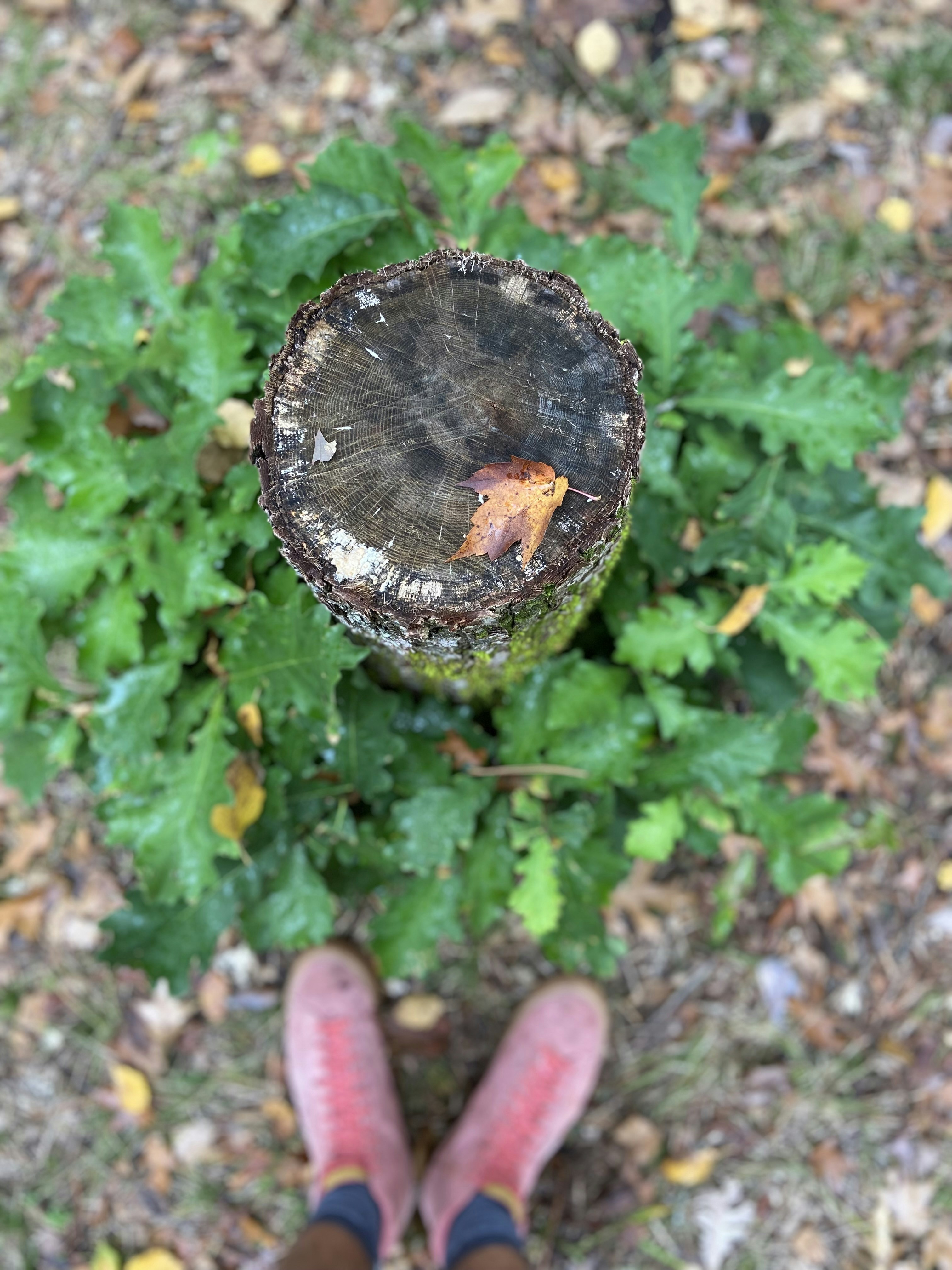 The Crowned Stump: One Leaf, One Quiet Moment