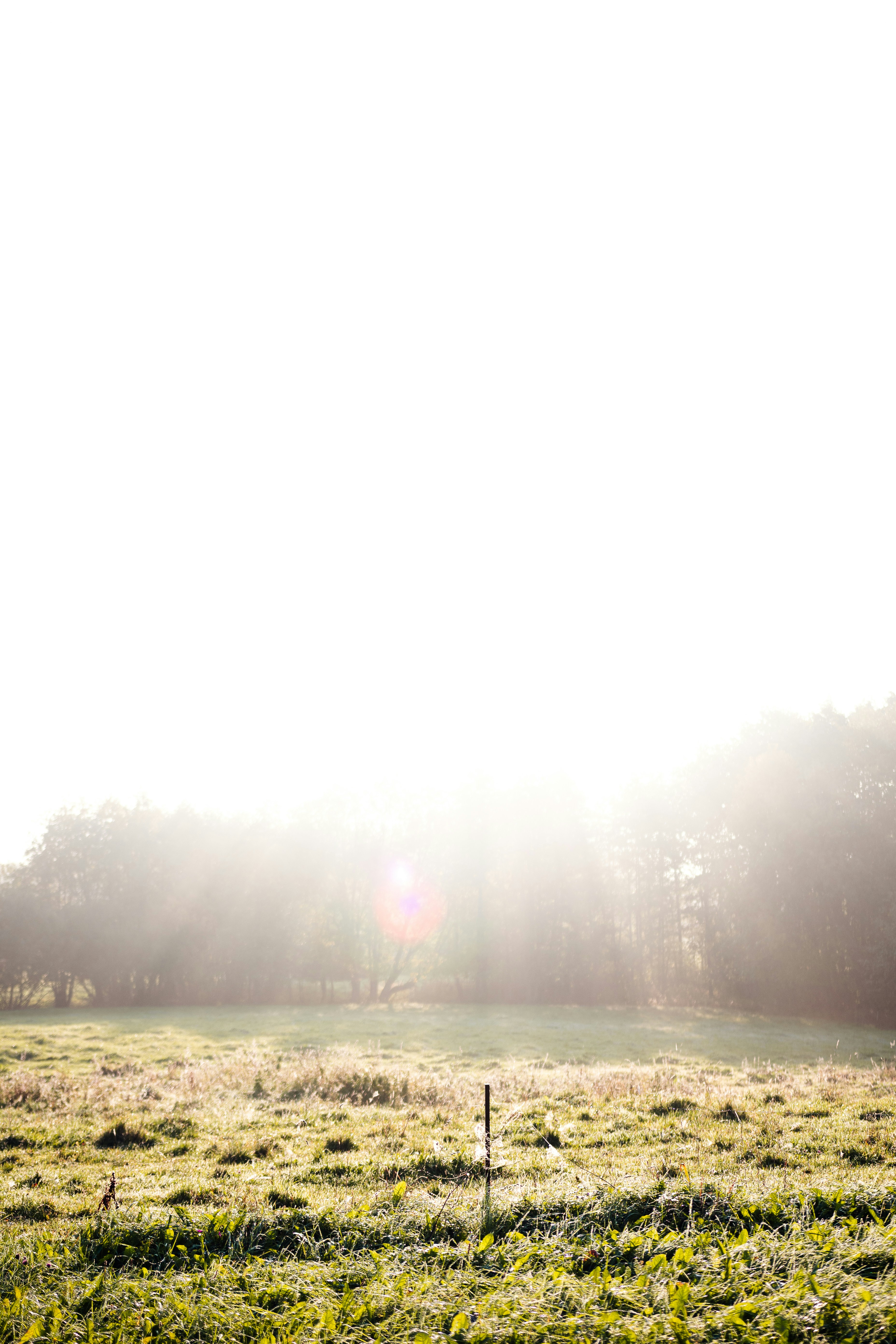 Un grand champ ouvert avec des arbres en arrière-plan photo – Photo ...