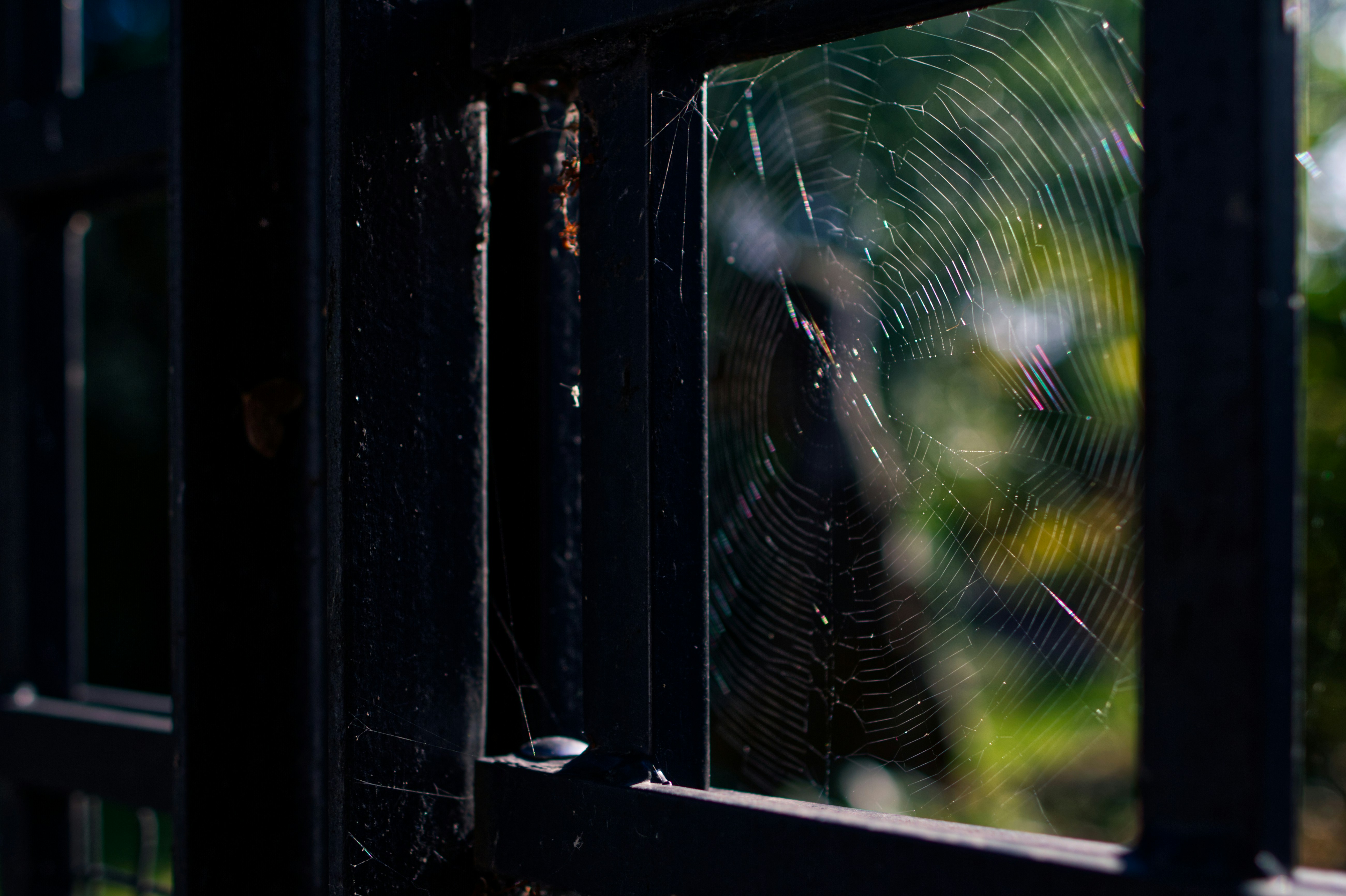 Delicate spider web glistening in sunlight, framed by a rustic window, showcasing nature's artistry. The background hints at a lush garden beyond.