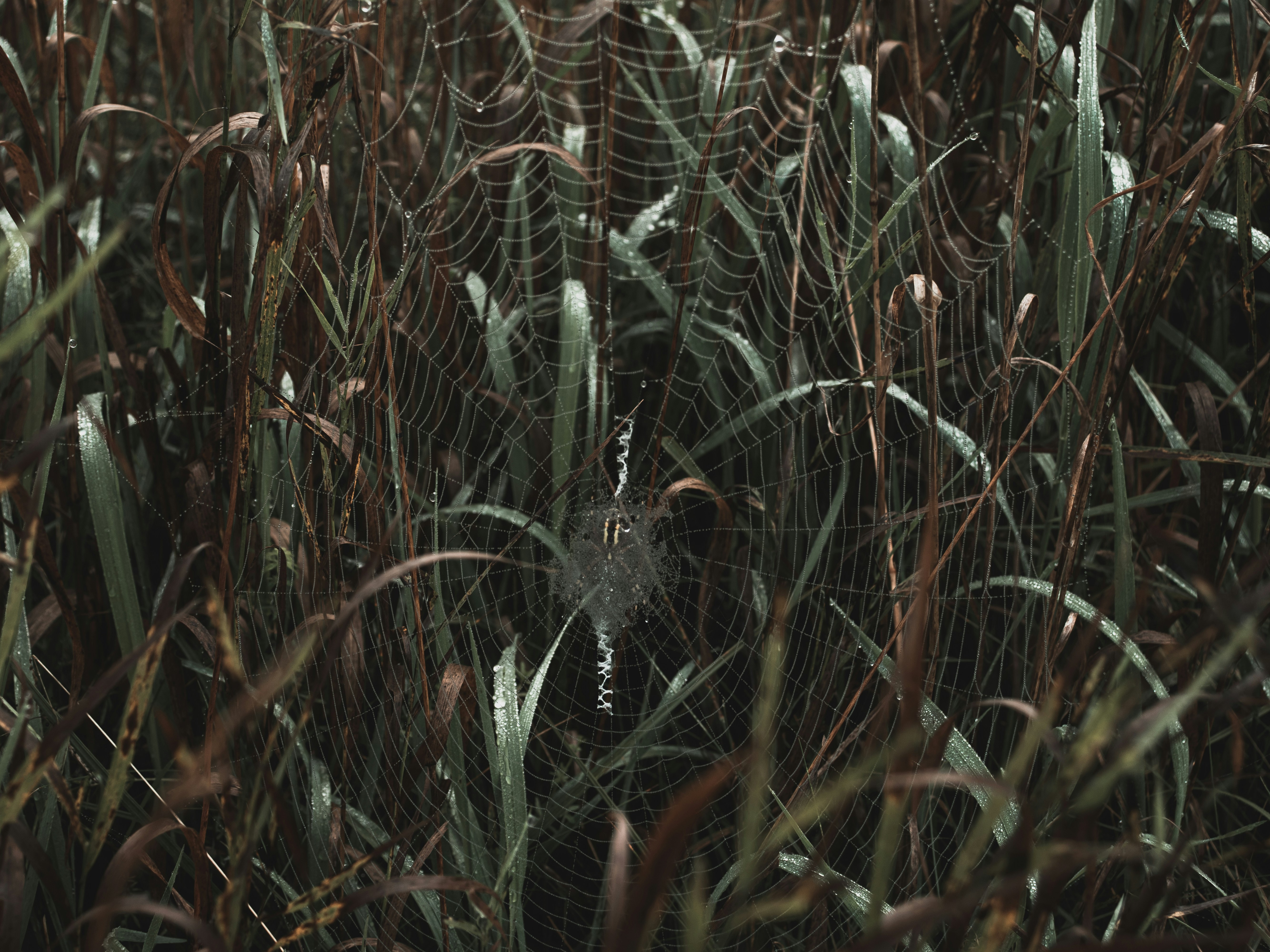 Dewlit Silk Between Grass Blades