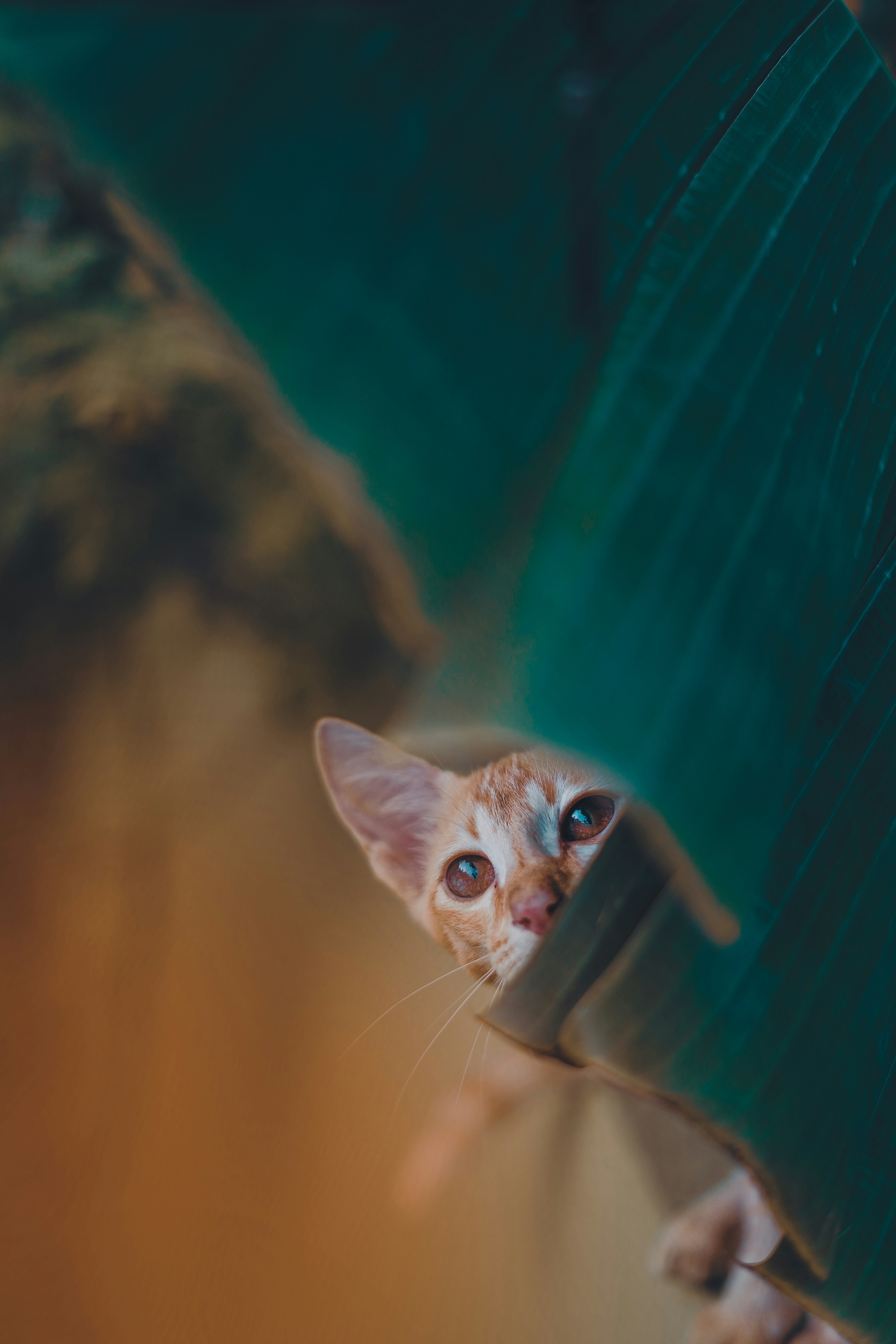 Ginger Cat Peeking Through a Leaf Veil