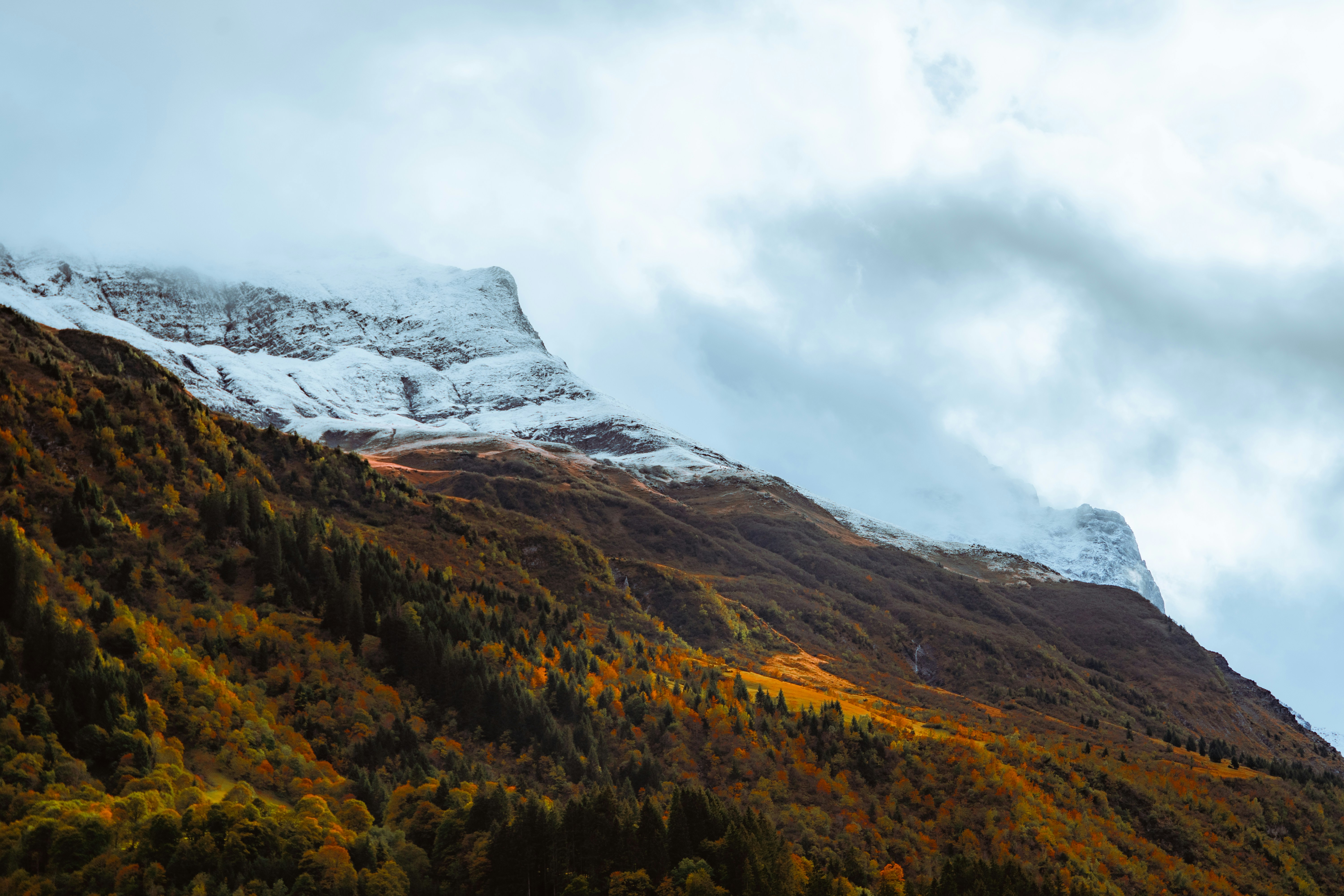 Snow-capped mountains rise above a forested hillside adorned with vibrant autumn foliage.