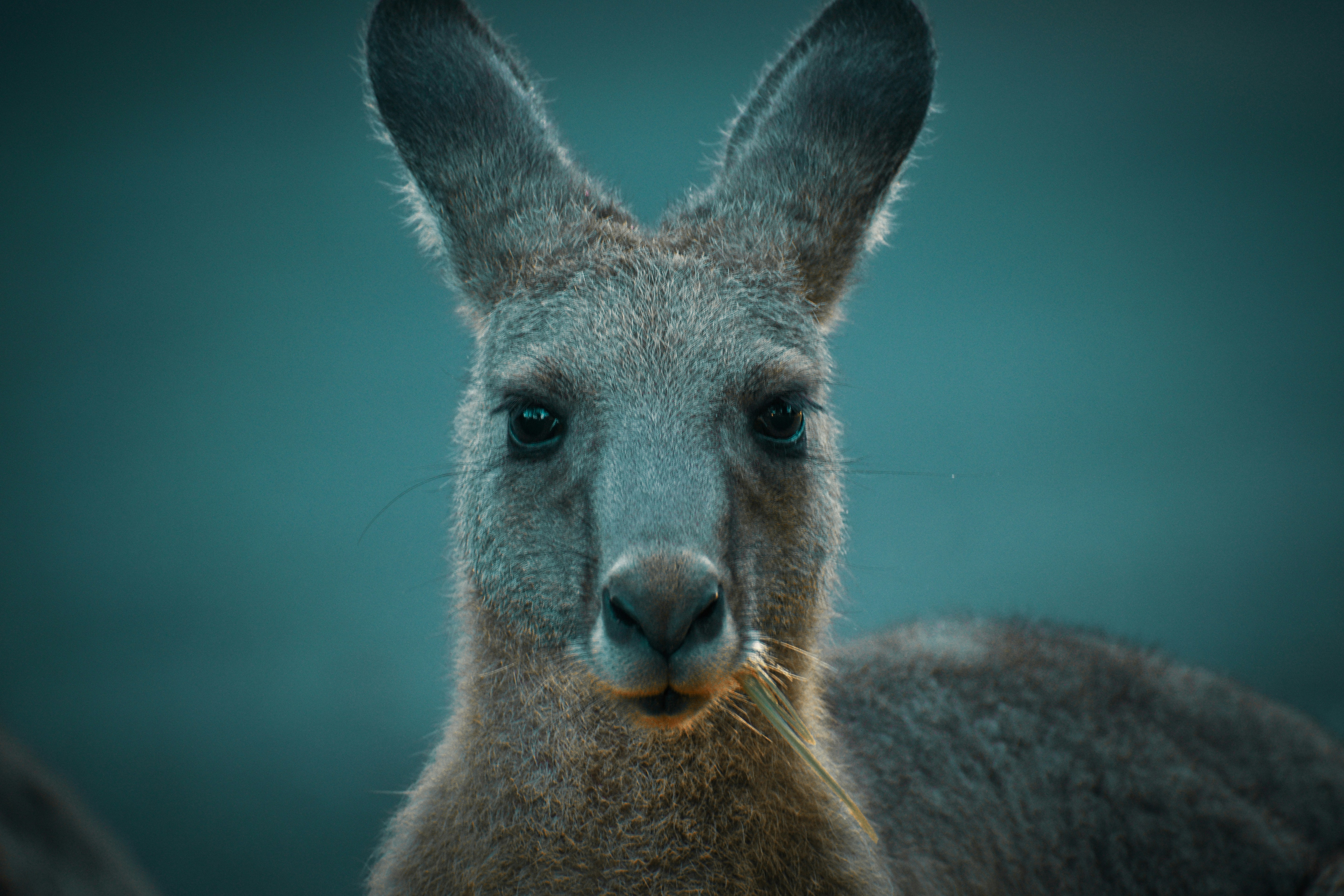 Close-up of a kangaroo with a focused expression, showcasing its features against a softly blurred background. The animal appears inquisitive and alert.