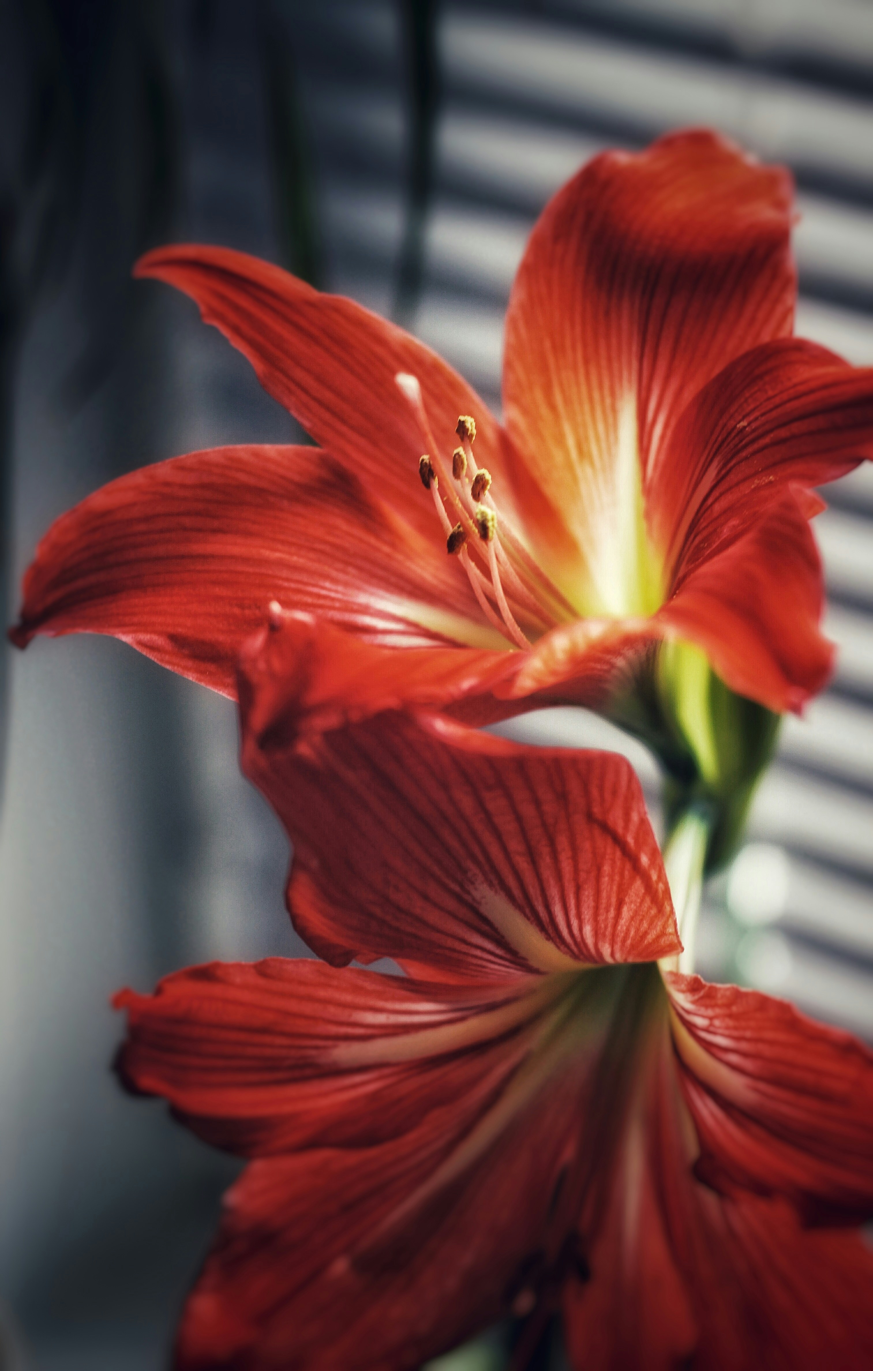 Red Lily Flower Wallpaper