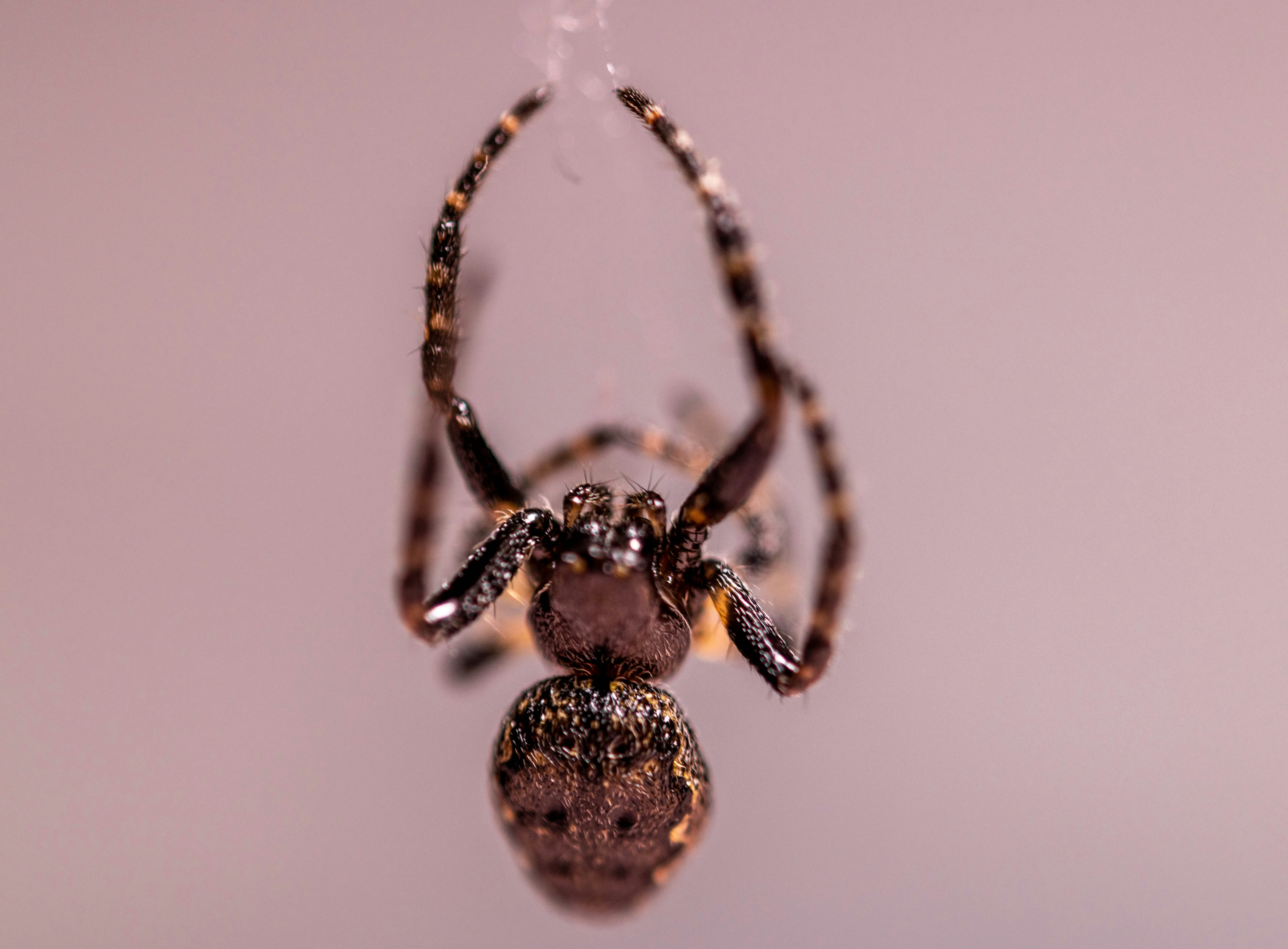 Tiny Velvet Gossamer: Macro Portrait of a Minute Spider on a Blush Backdrop