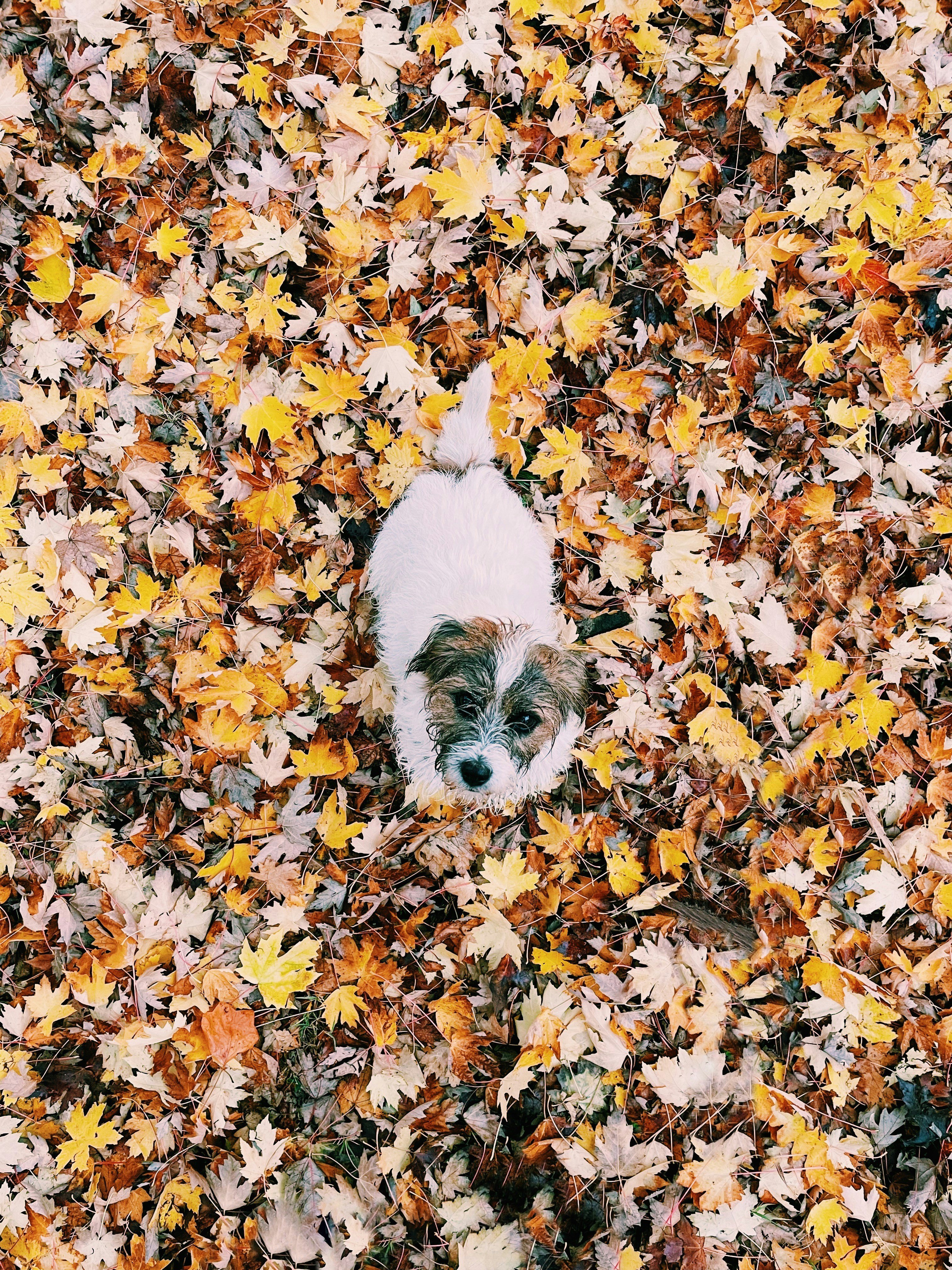 Pawprints in Autumn: A Framed Terrier Amid Orange Leaf Carpet
