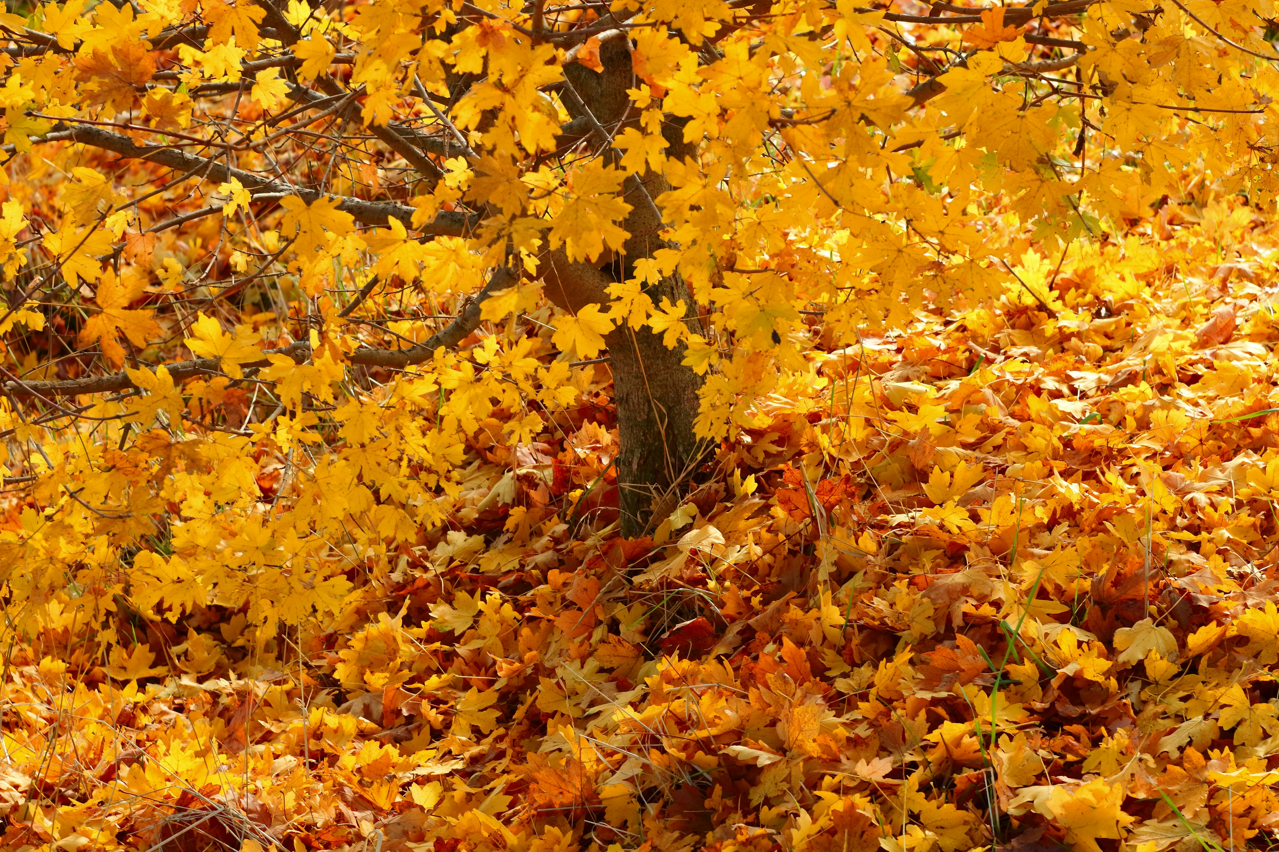 Amber Blanket: Golden Leaves Cloaking the Quiet Trunk