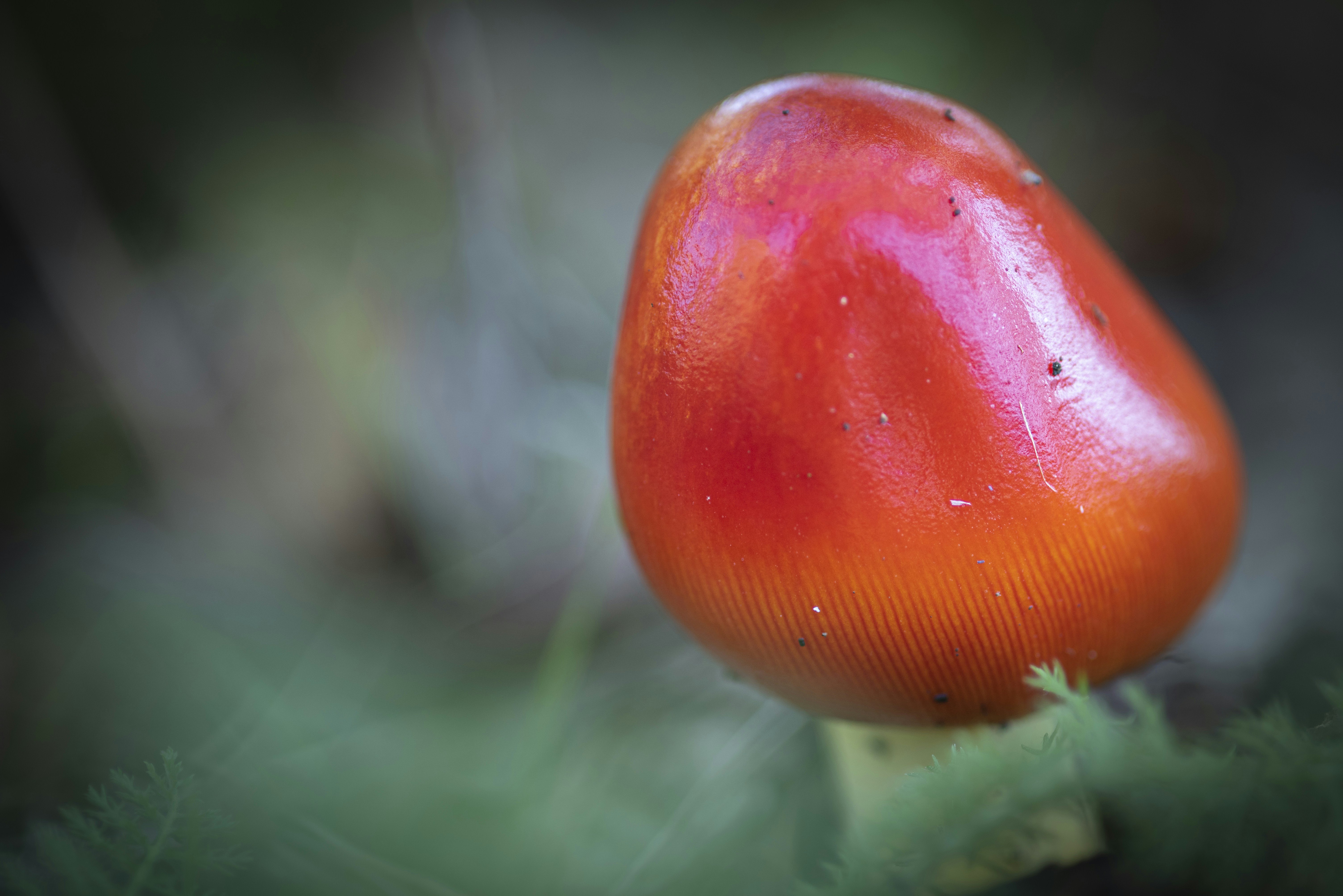 Scarlet Cap: A lone mushroom glowing in shadowed greens