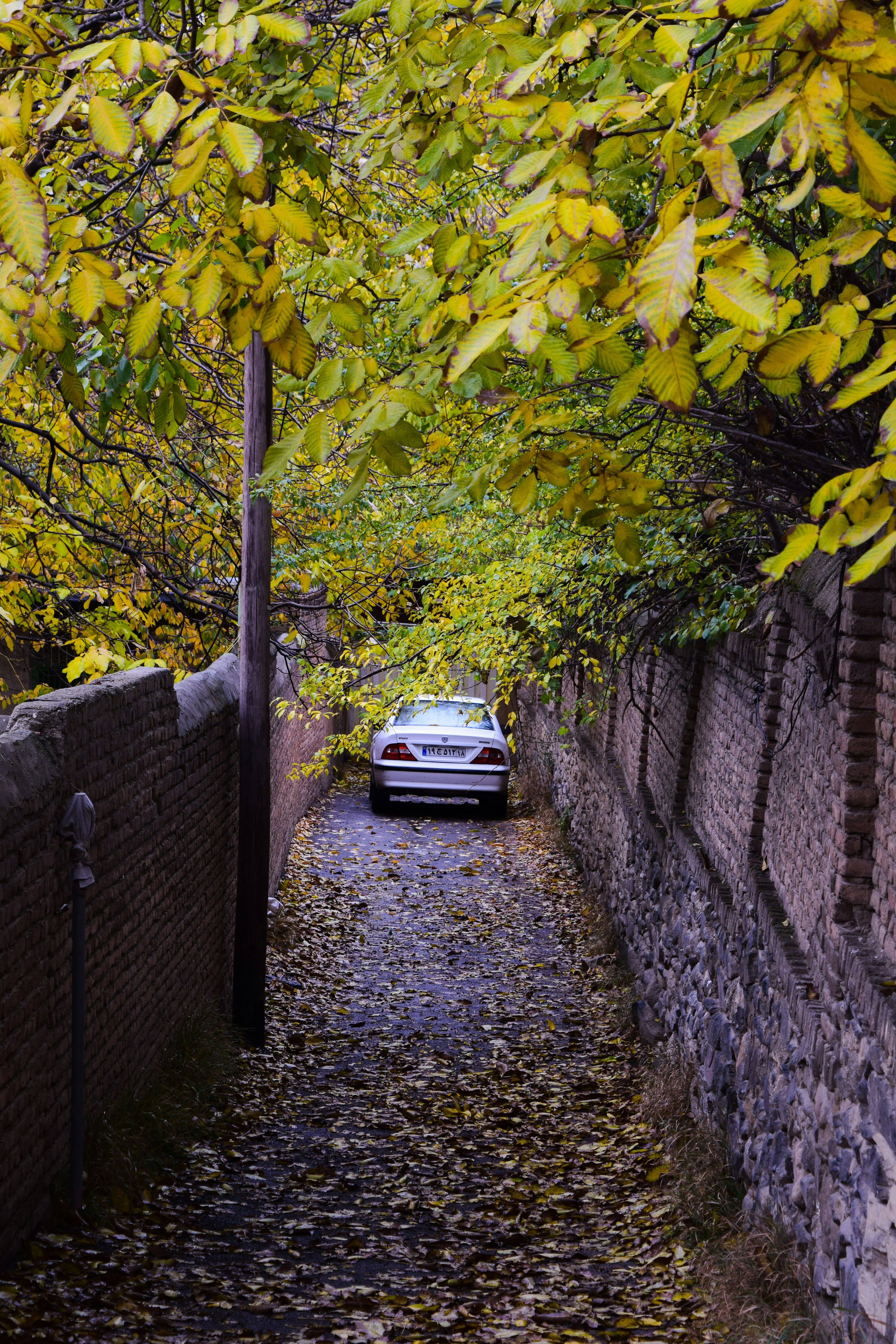 Narrow alleyway lined with vibrant yellow leaves, leading to a parked white car under a canopy of trees.