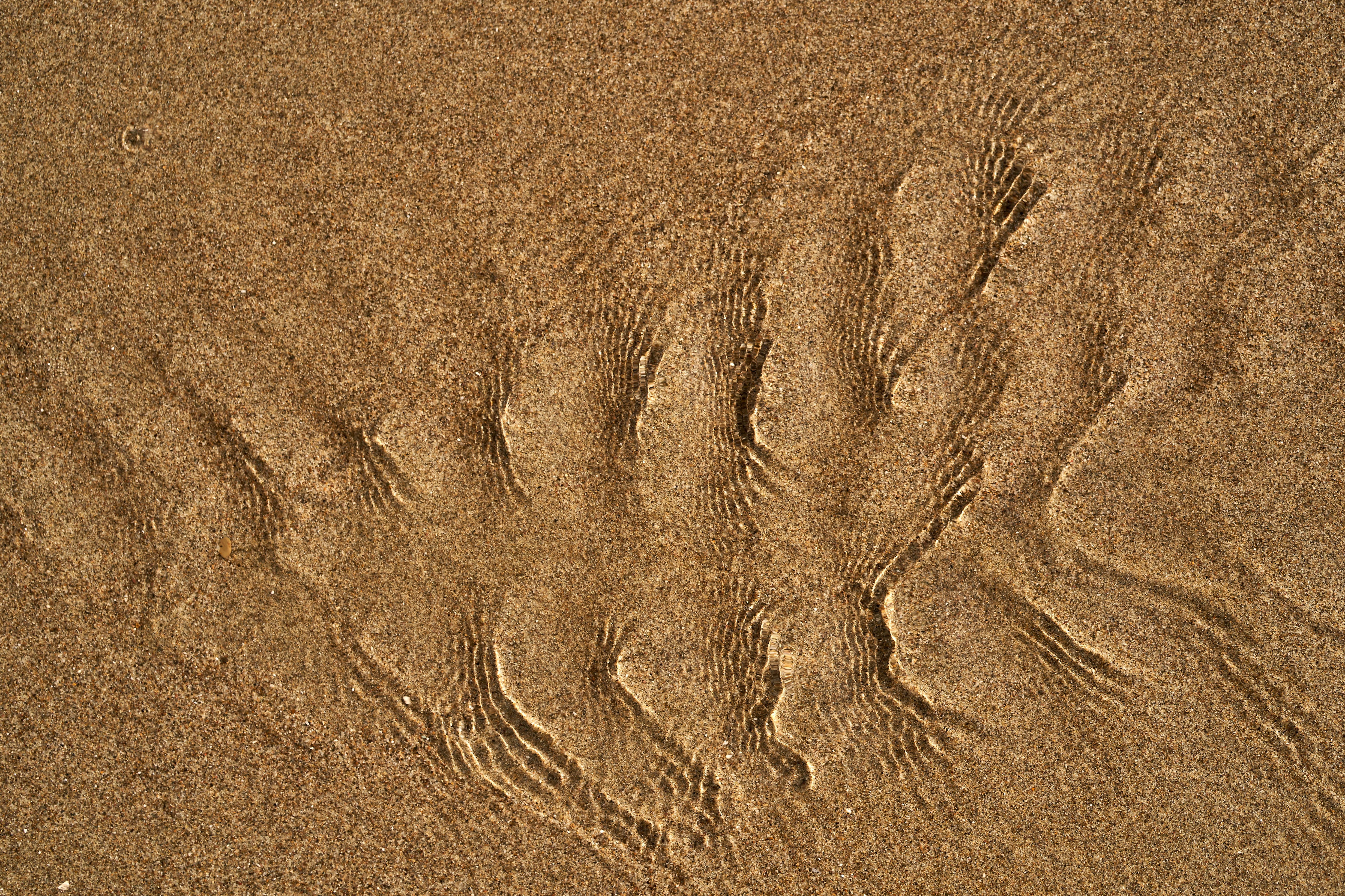 Crab-Track Ribbons in Golden Sand