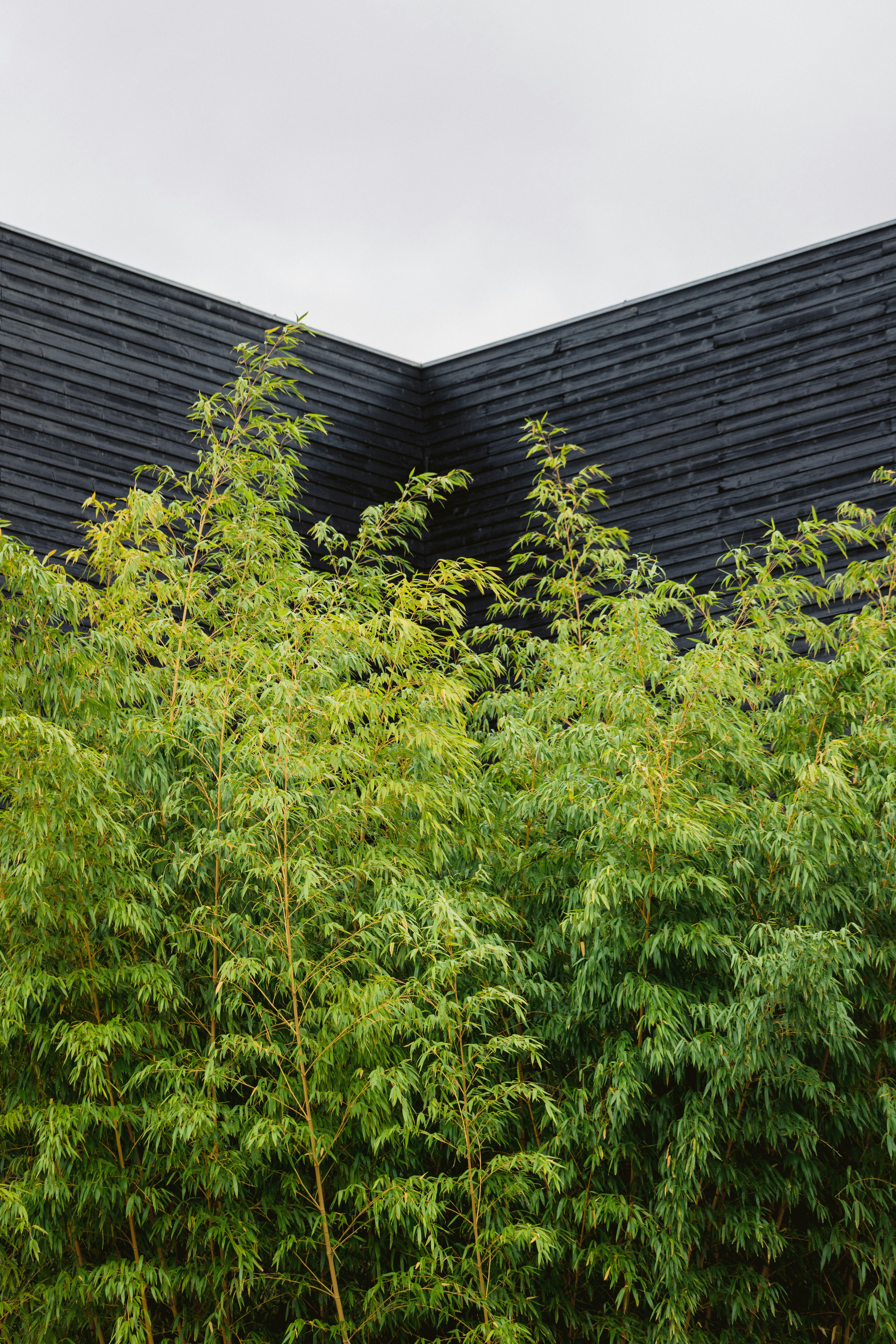 Bamboo Fronds Converge Under a V-Shaped Roof