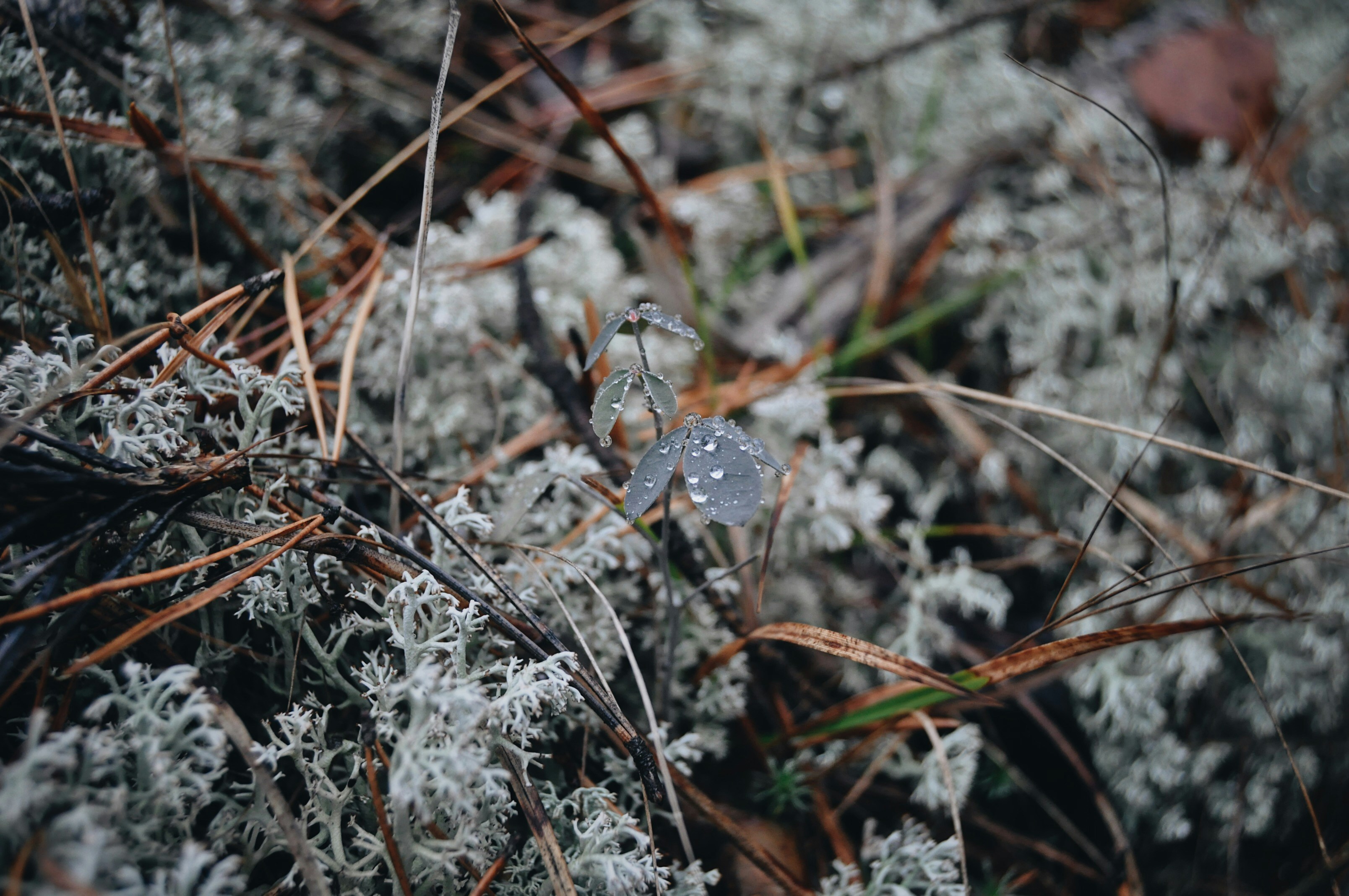 A close-up of dew-covered moss and grass, showcasing intricate textures and natural elements. The scene captures the essence of a tranquil forest floor.
