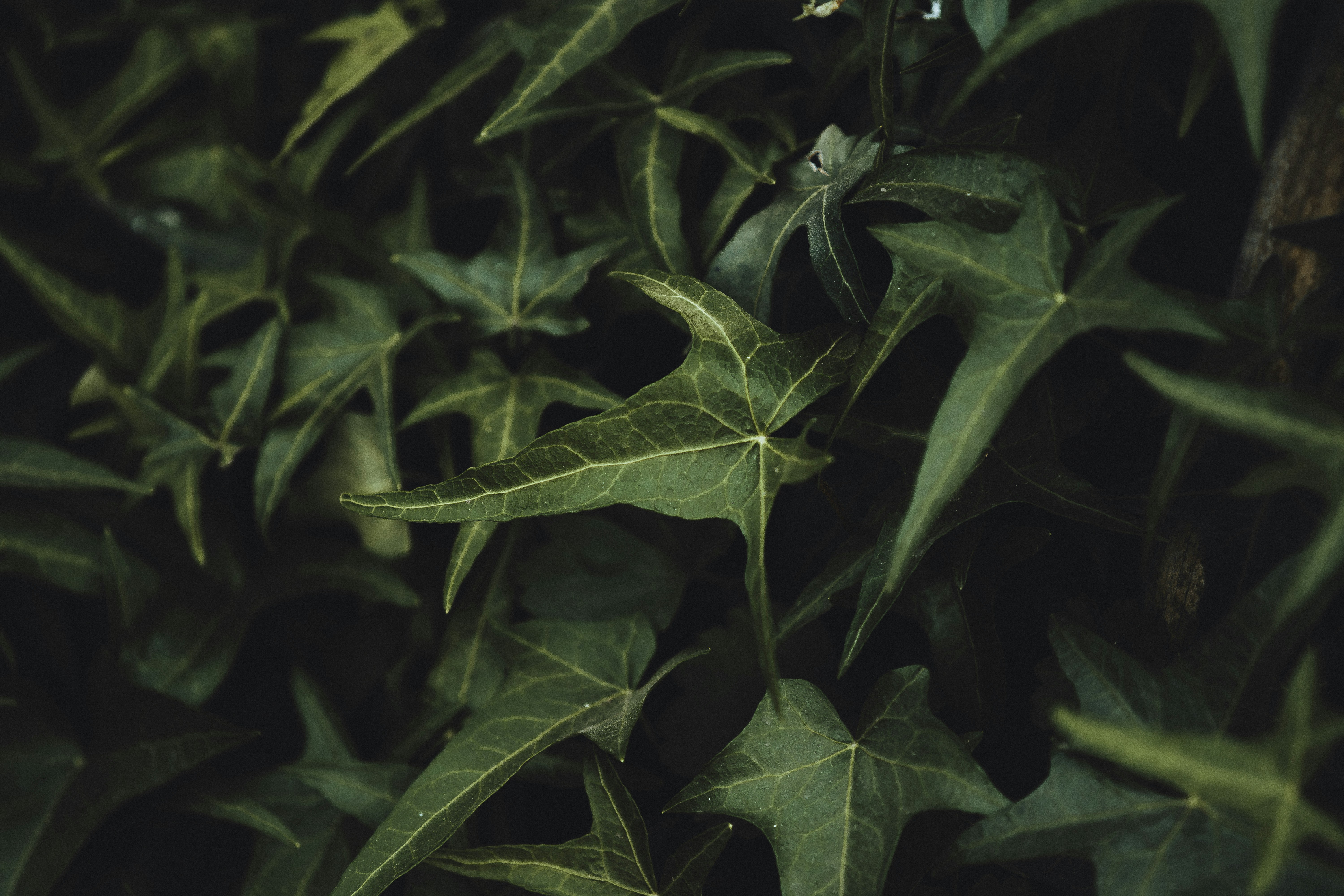 Close-up of lush green ivy leaves, showcasing intricate veins and a rich texture against a dark backdrop.