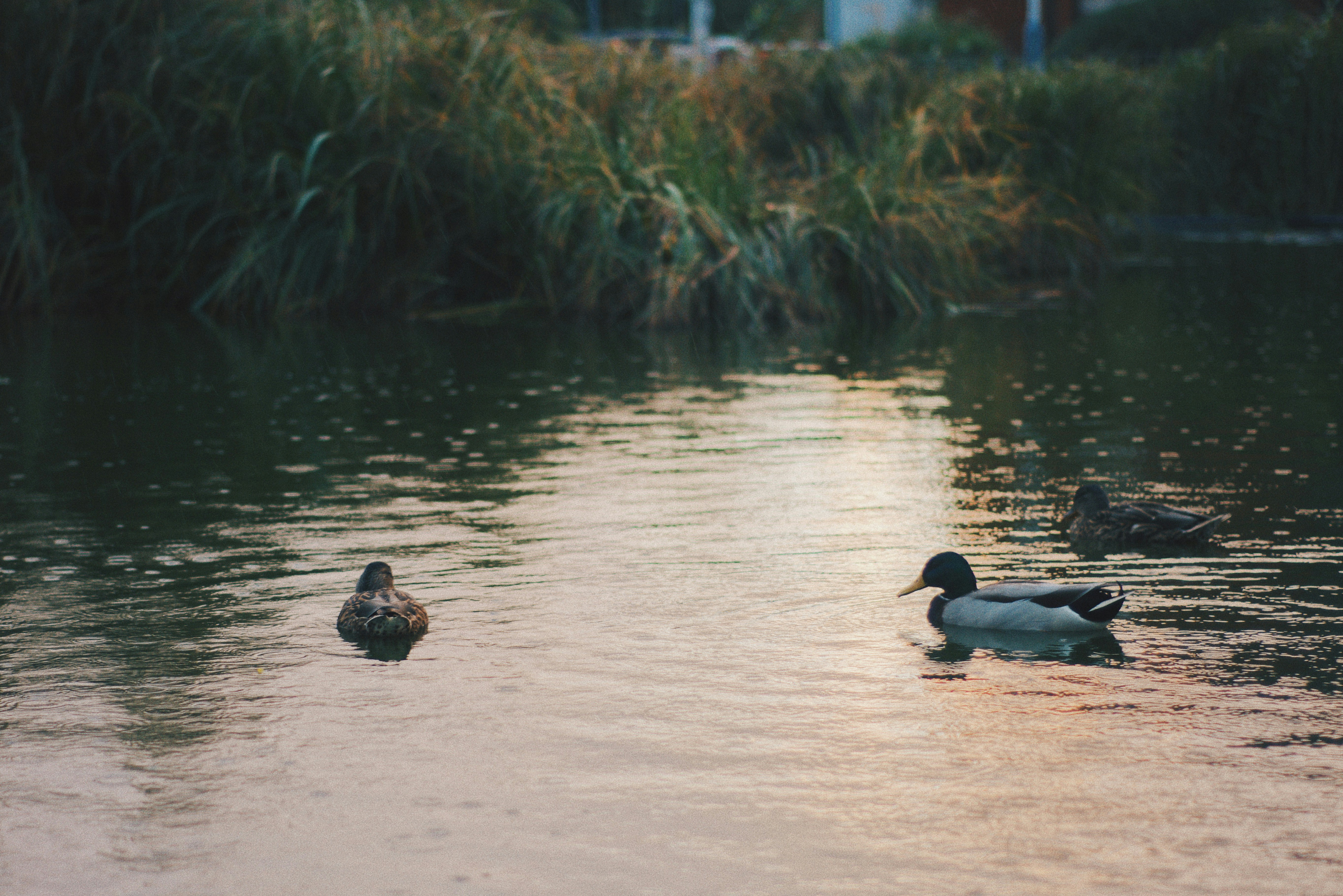 Ducks gliding across a calm pond at dusk, surrounded by tall grasses. The soft light creates a peaceful atmosphere.